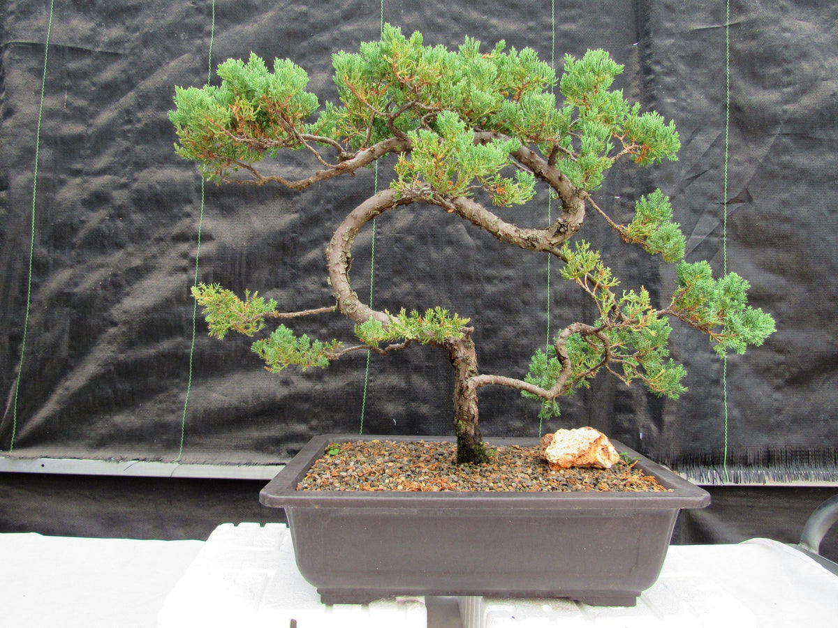 45 Year Old Fish Hook Juniper Specimen Bonsai Tree