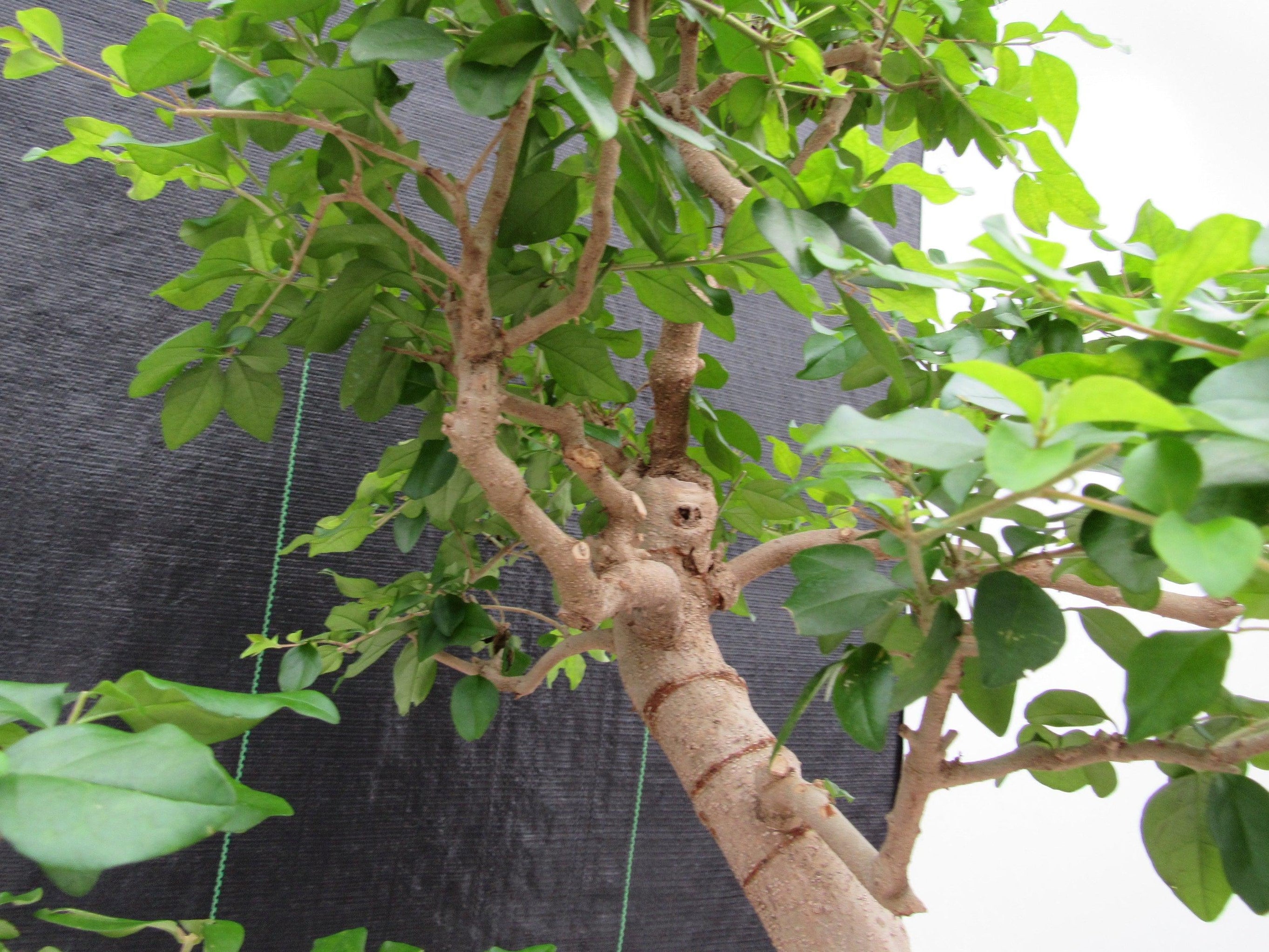 45 Year Old Flowering Ligustrum Specimen Curved Trunk Bonsai Tree