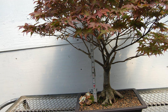 45 Year Old Rhode Island Red Japanese Maple Specimen Tree