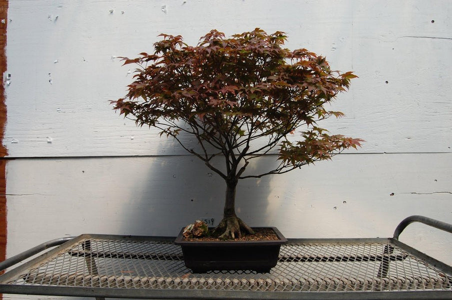45 Year Old Rhode Island Red Japanese Maple Specimen Tree