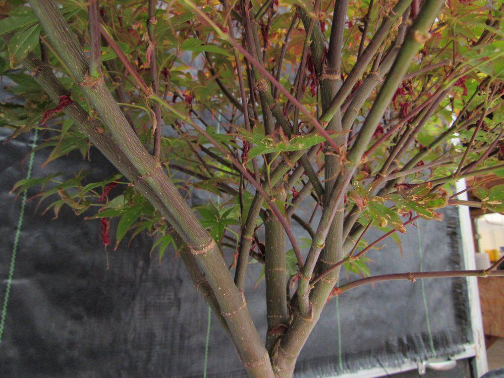 46 Year Old Rhode Island Red Japanese Maple Bonsai Tree