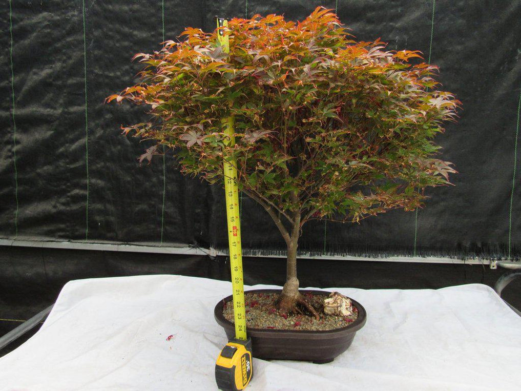 46 Year Old Rhode Island Red Japanese Maple Bonsai Tree