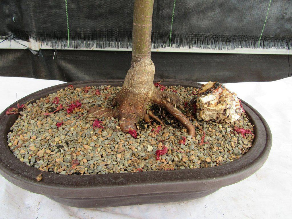 46 Year Old Rhode Island Red Japanese Maple Bonsai Tree