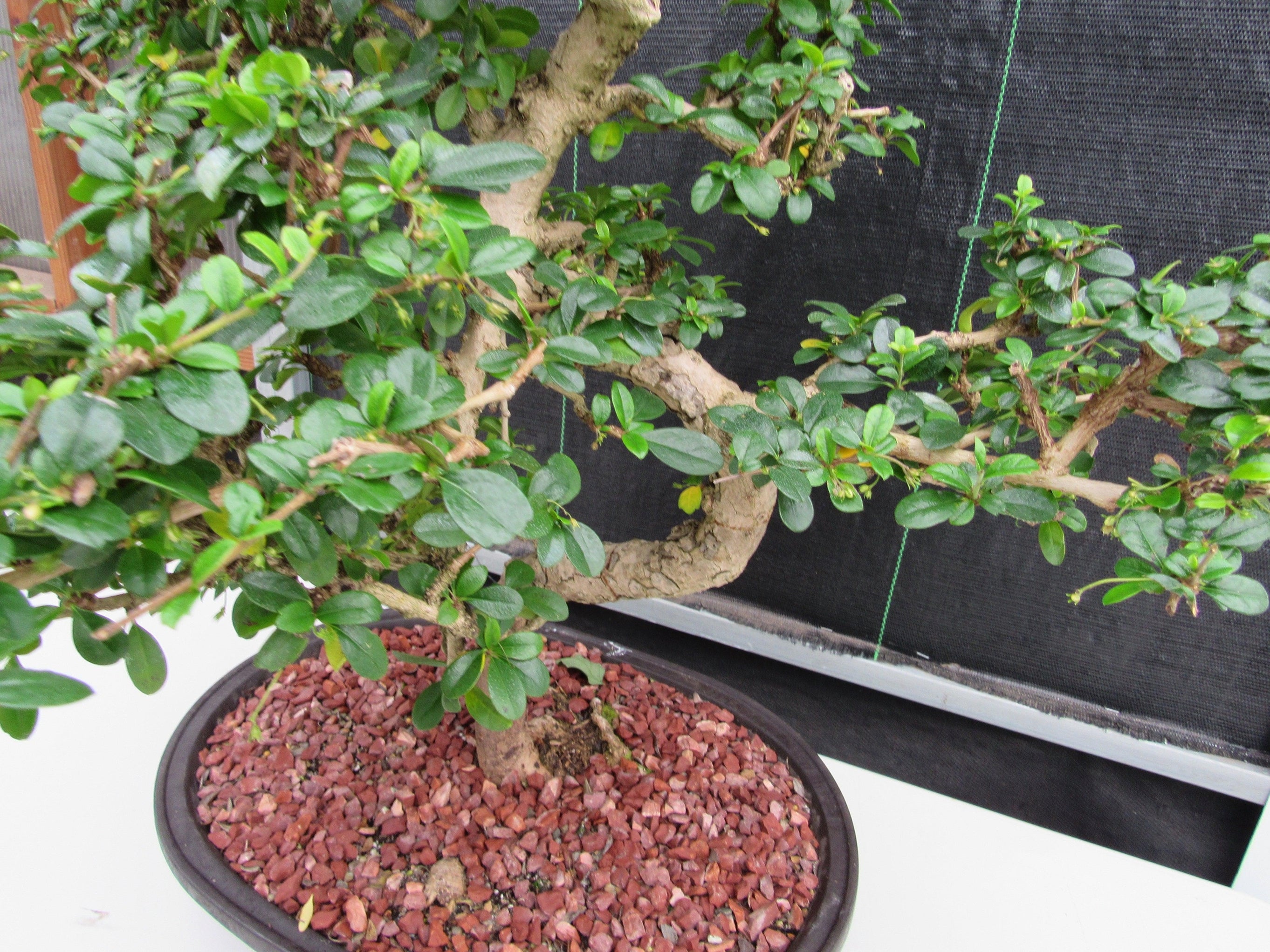 47 Year Old Flowering Fukien Tea Specimen Bonsai Tree - Curved Trunk S