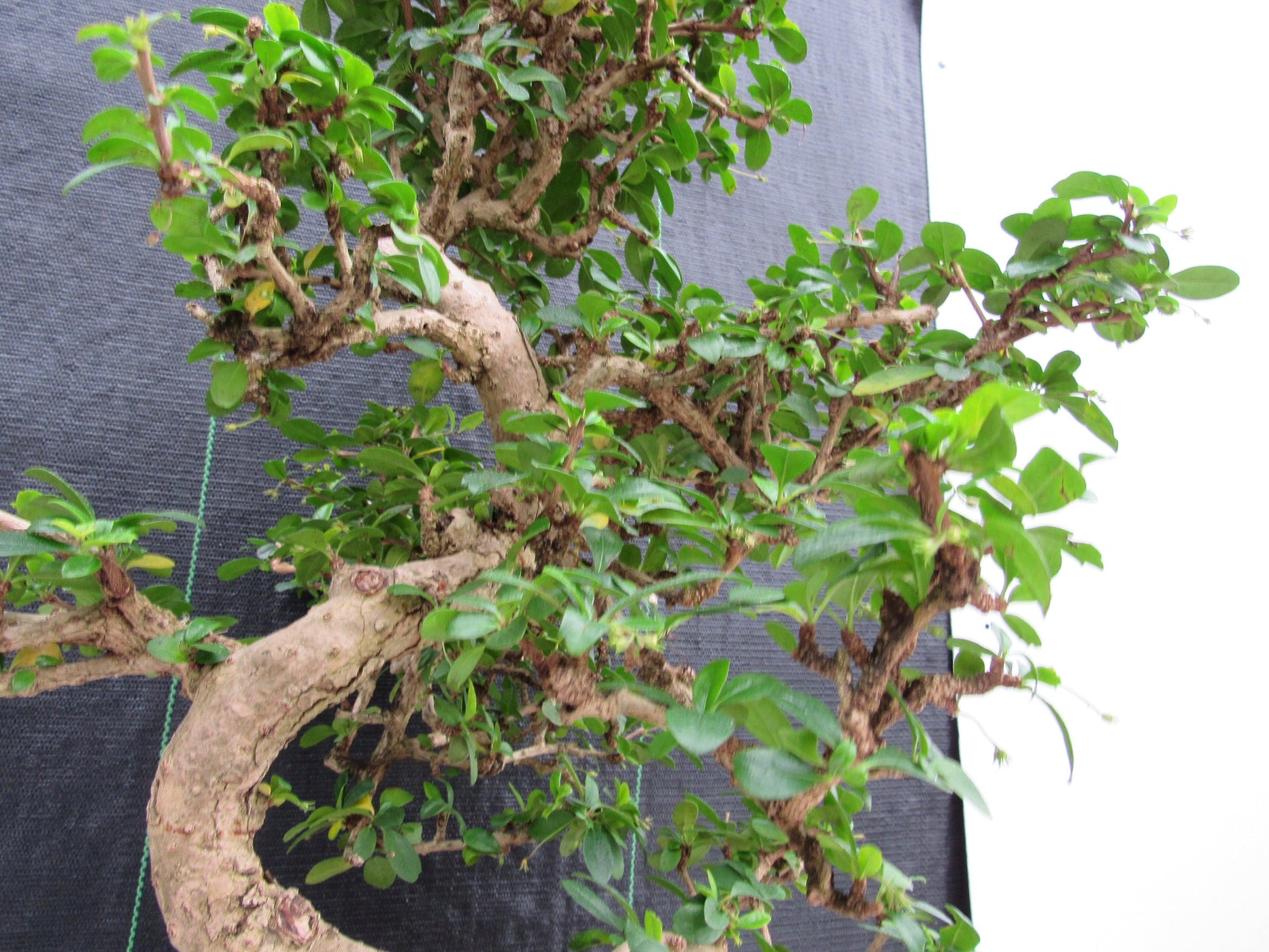 47 Year Old Flowering Fukien Tea Specimen Bonsai Tree - Curved Trunk S