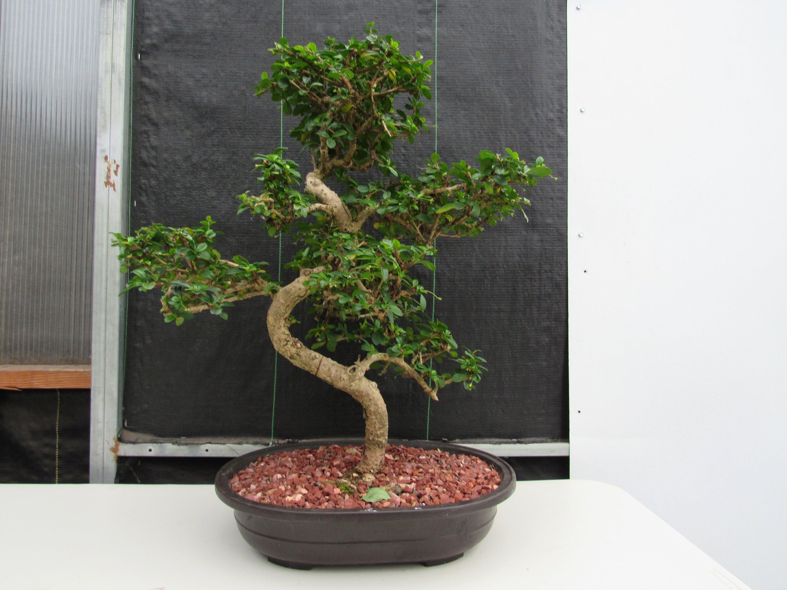 47 Year Old Flowering Fukien Tea Specimen Bonsai Tree - Curved Trunk S