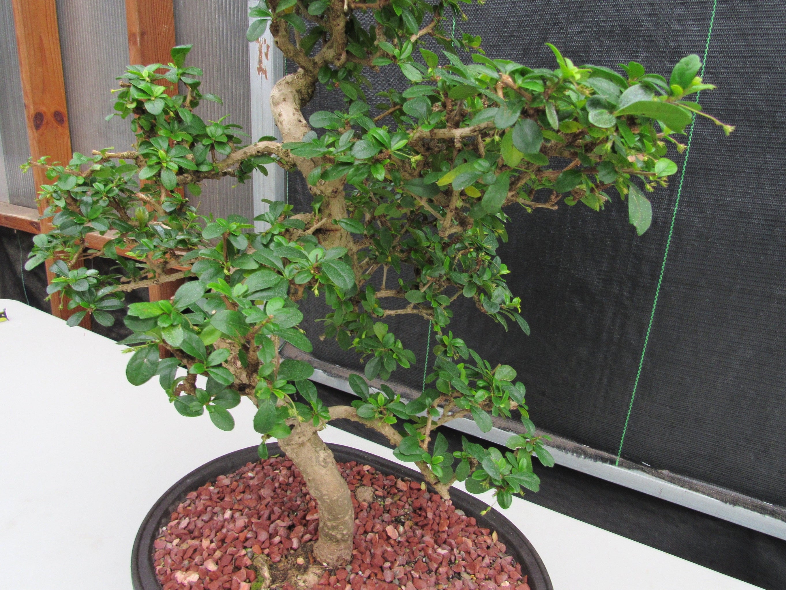 47 Year Old Flowering Fukien Tea Specimen Bonsai Tree - Curved Trunk S