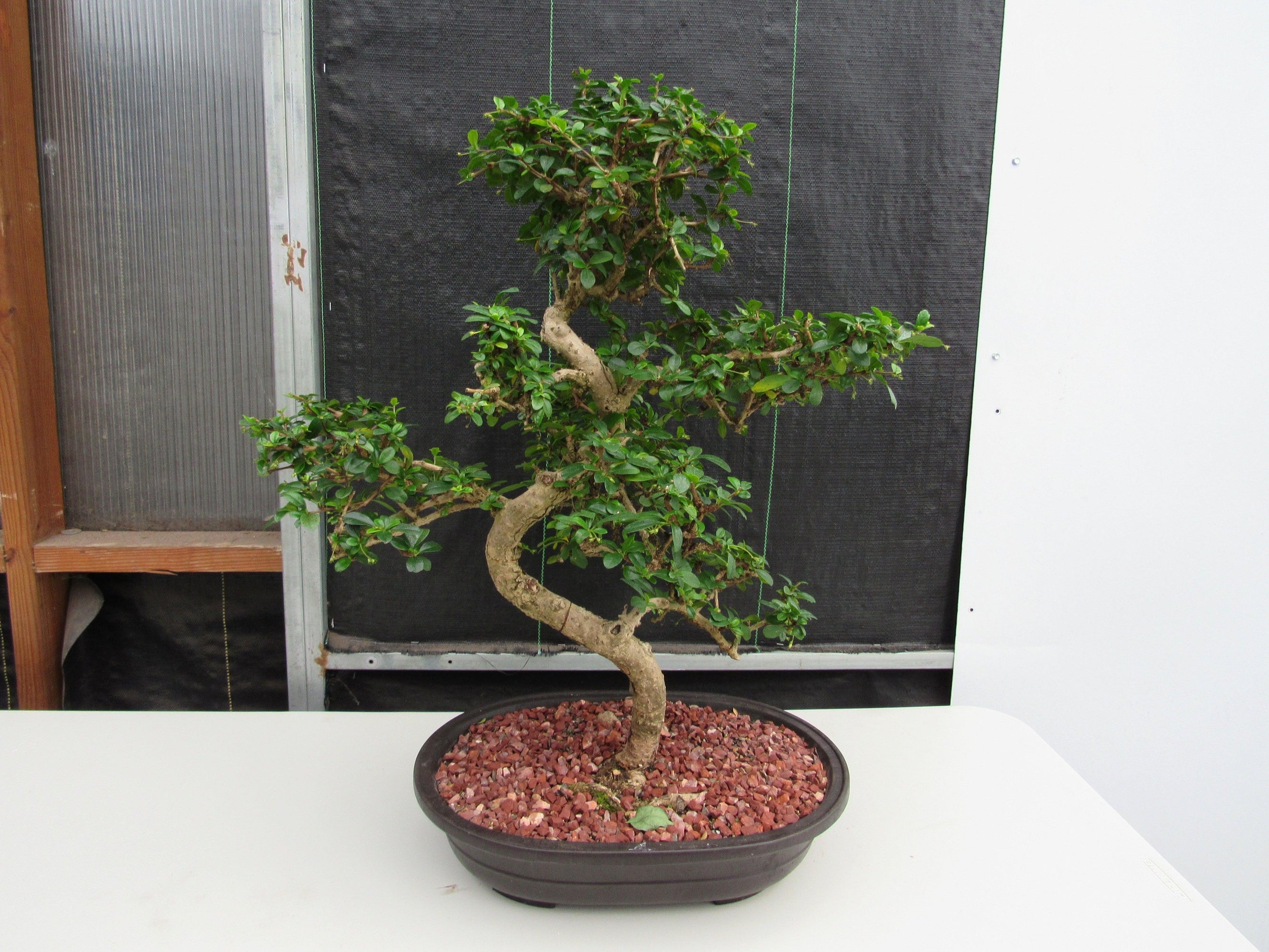 47 Year Old Flowering Fukien Tea Specimen Bonsai Tree - Curved Trunk S