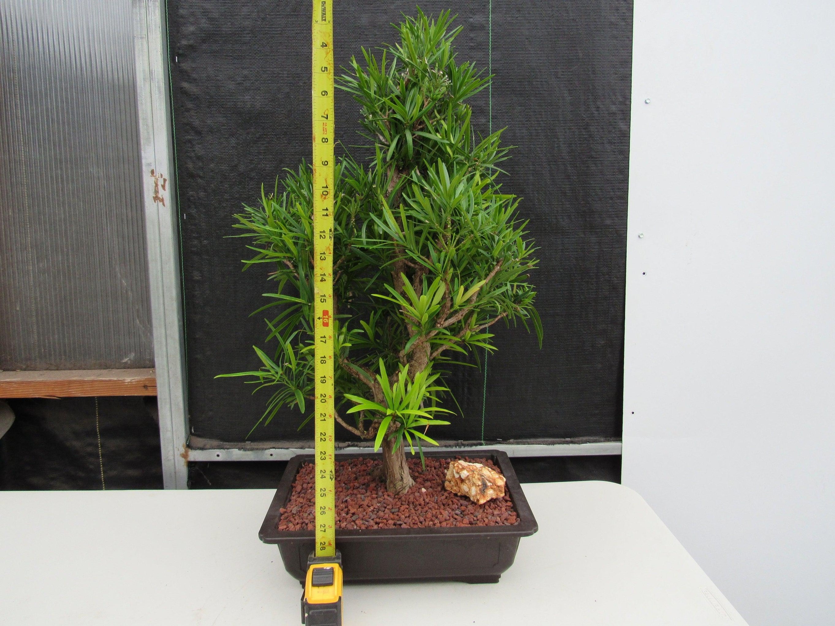 68 Year Old Buddhist Pine Specimen Bonsai Tree| Curved Trunk Style