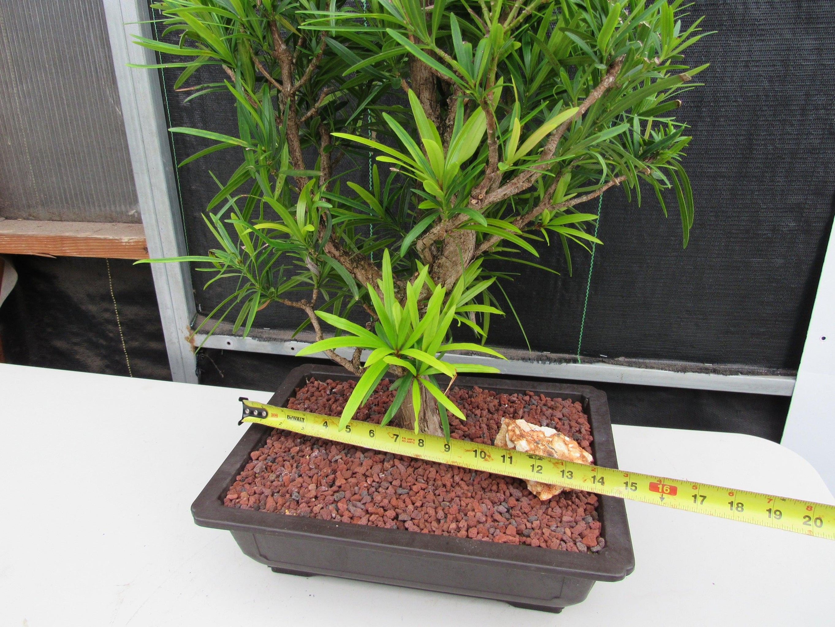 68 Year Old Buddhist Pine Specimen Bonsai Tree| Curved Trunk Style