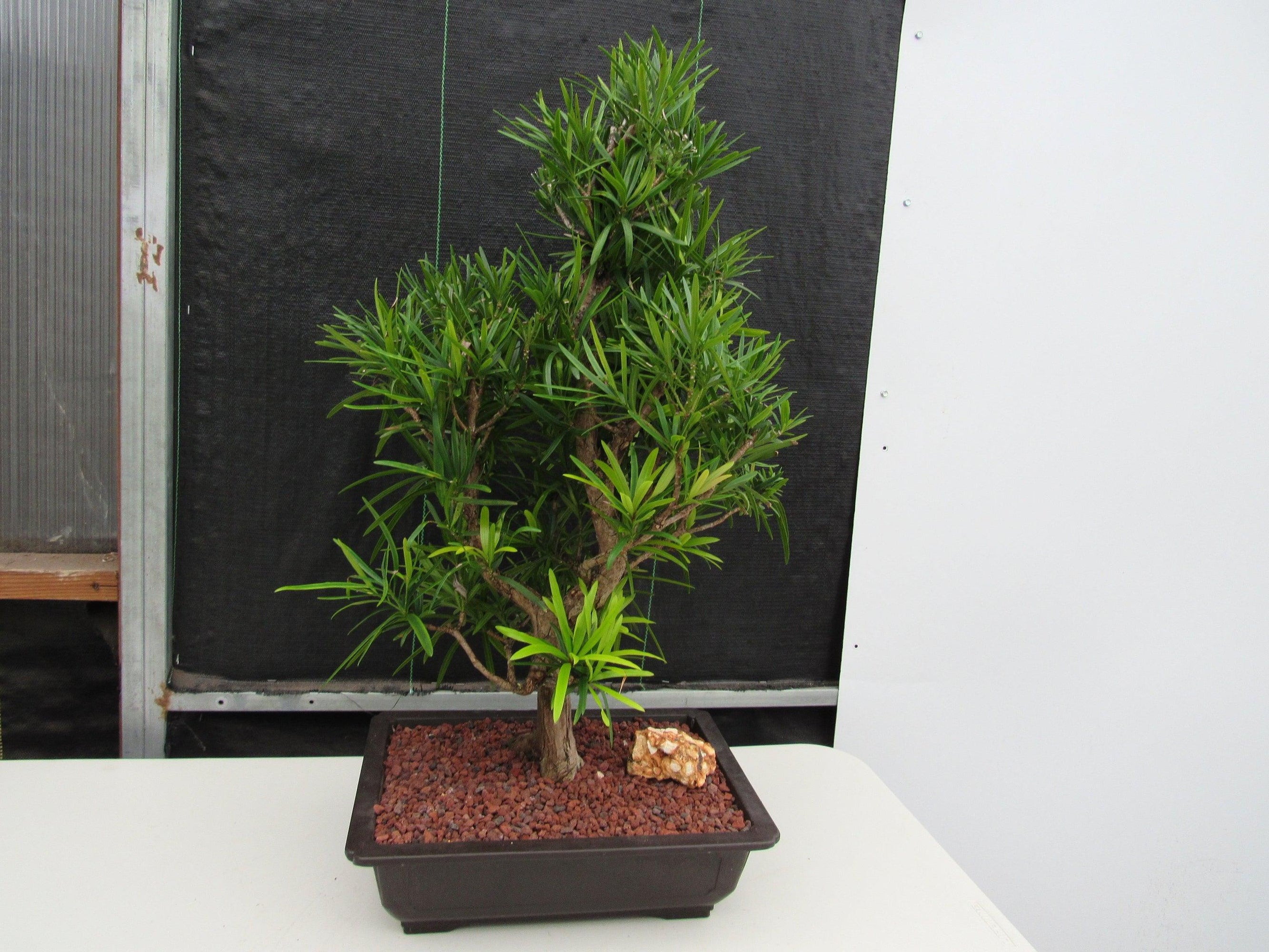 68 Year Old Buddhist Pine Specimen Bonsai Tree| Curved Trunk Style