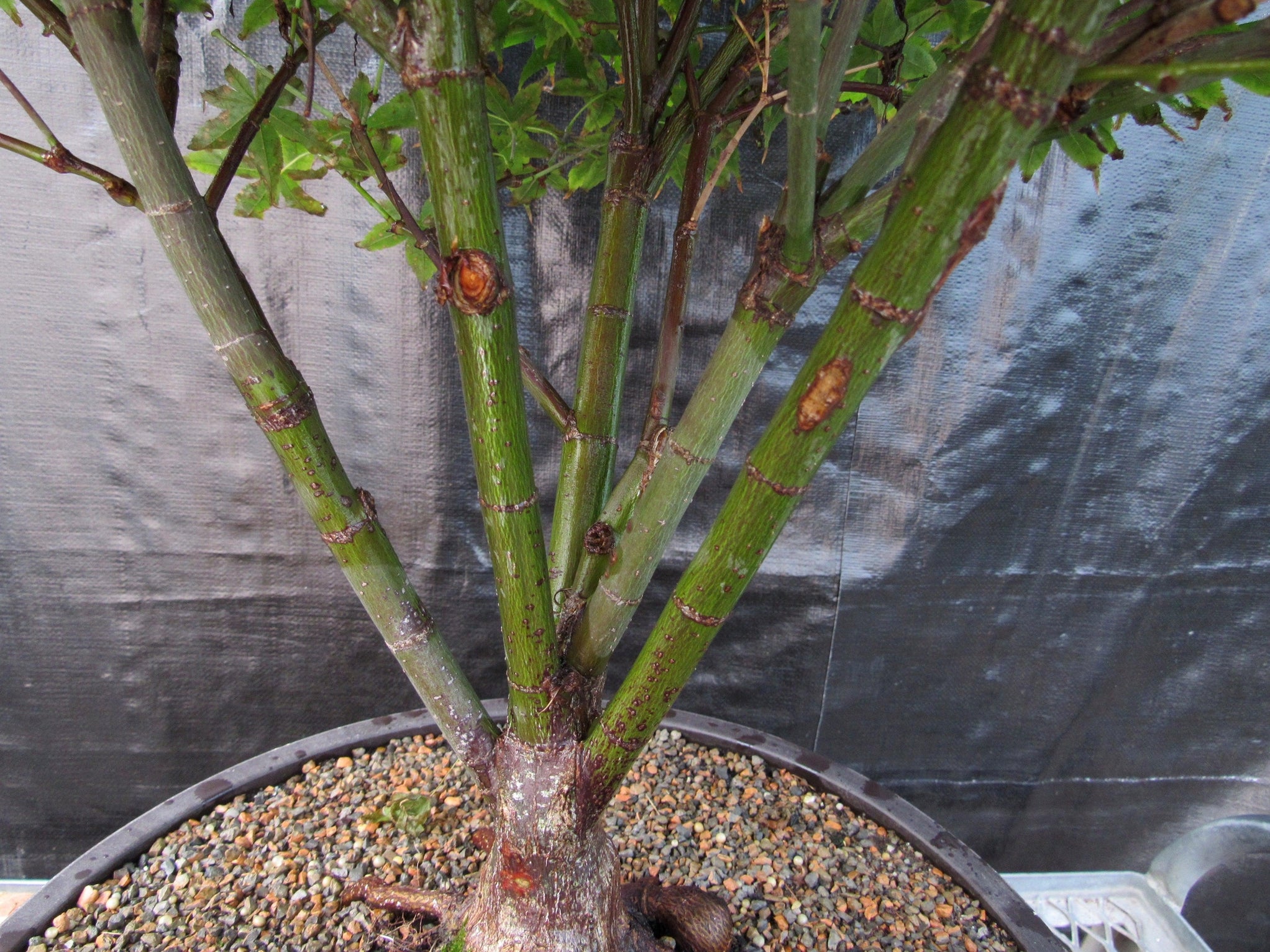 50 Year Old Rhode Island Red Japanese Maple Bonsai Tree