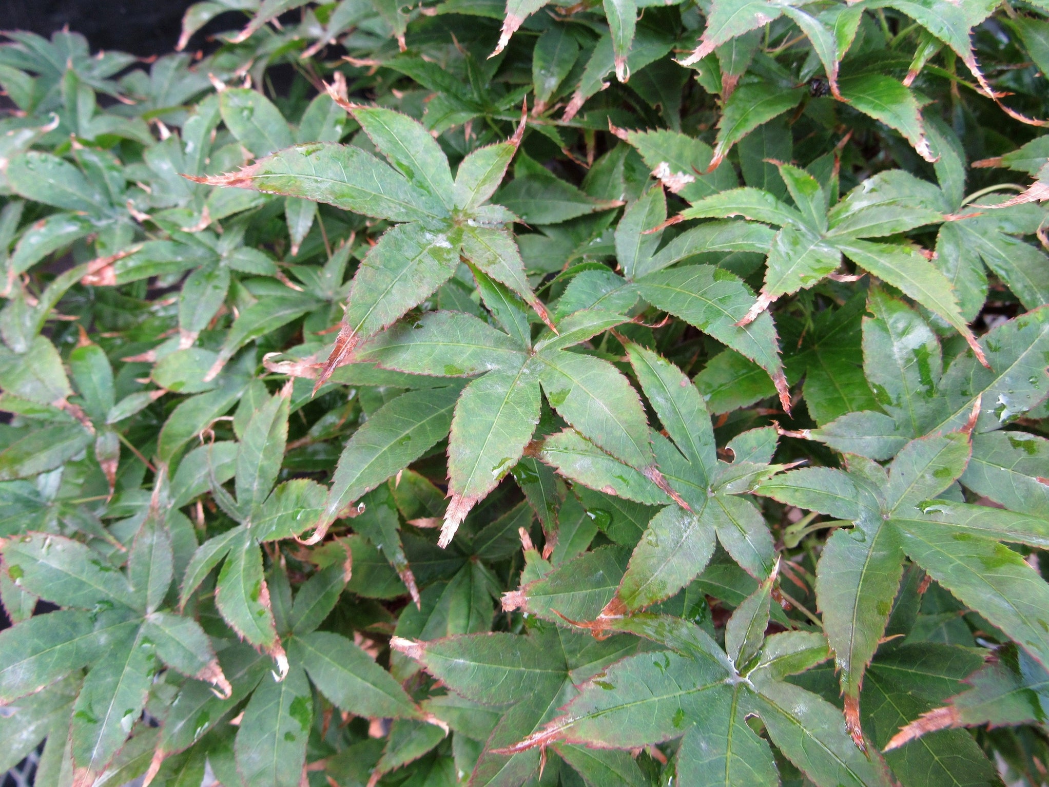 50 Year Old Rhode Island Red Japanese Maple Bonsai Tree
