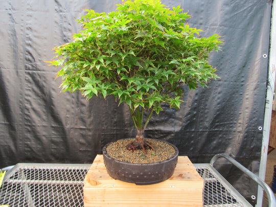 50 Year Old Rhode Island Red Japanese Maple Bonsai Tree