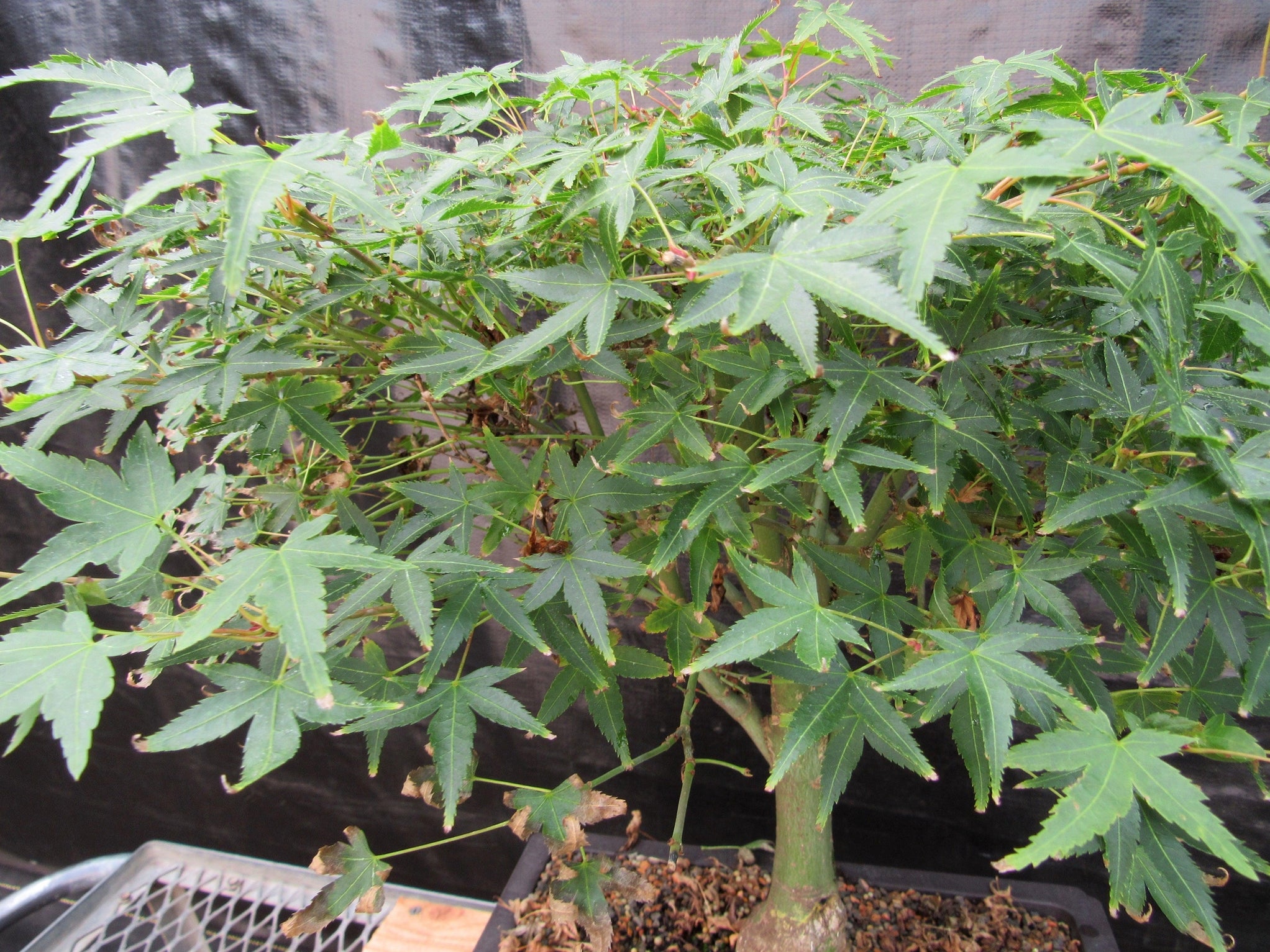 51 Year Old Dwarf Japanese Maple Bonsai Tree