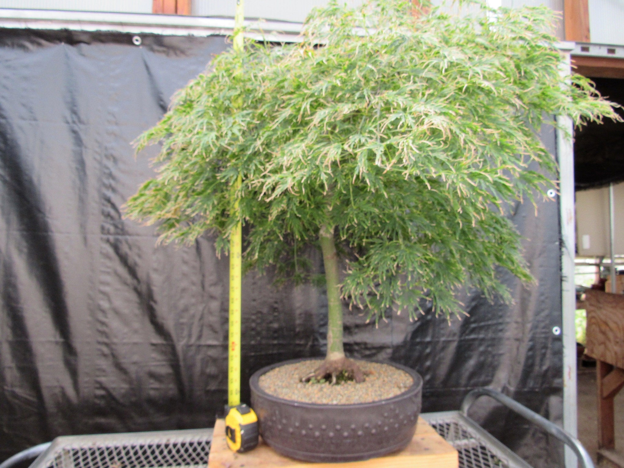 51 Year Old Green Dragon Japanese Maple Specimen Bonsai Tree