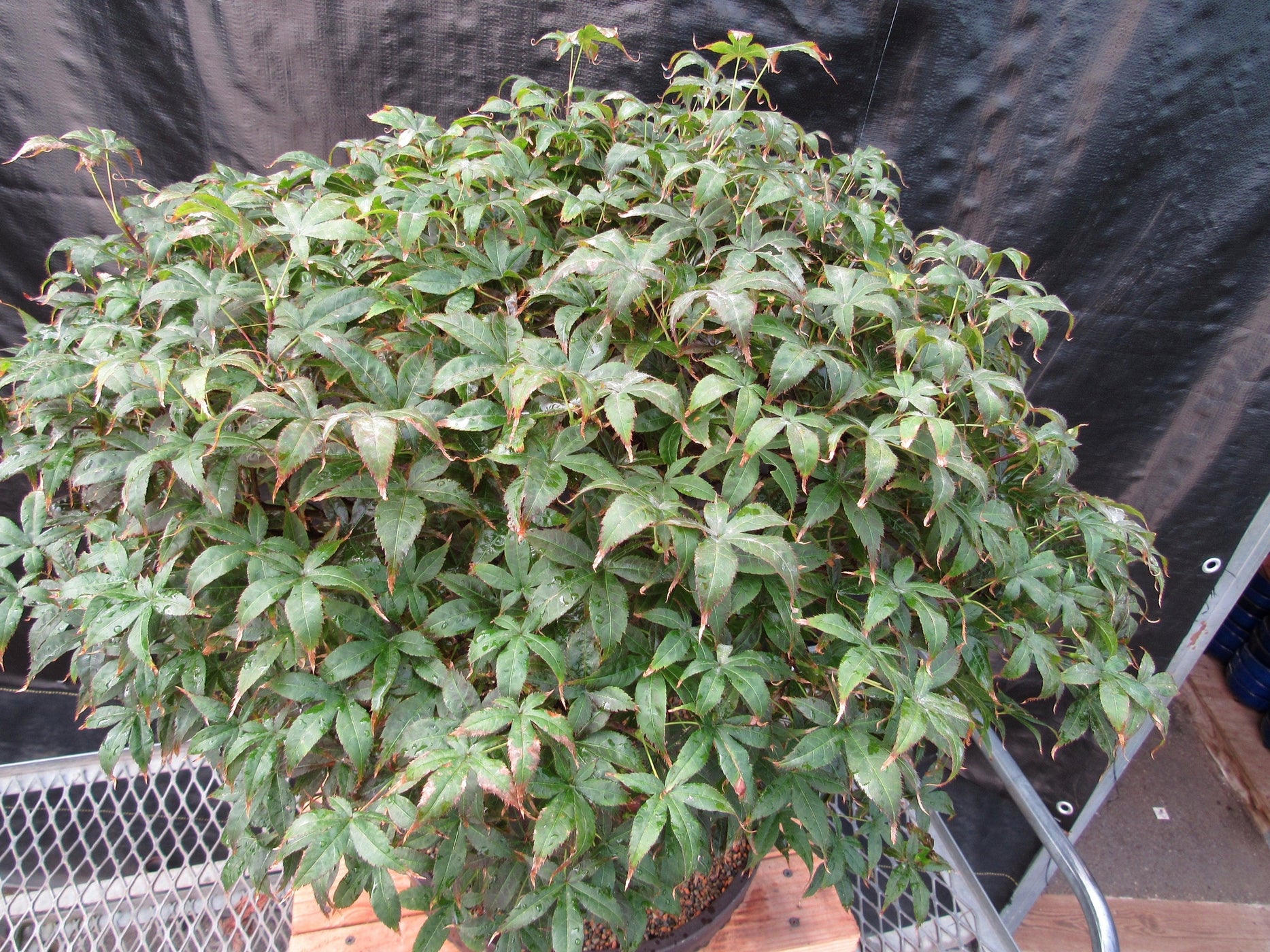 51 Year Old Rhode Island Red Japanese Maple Bonsai Tree