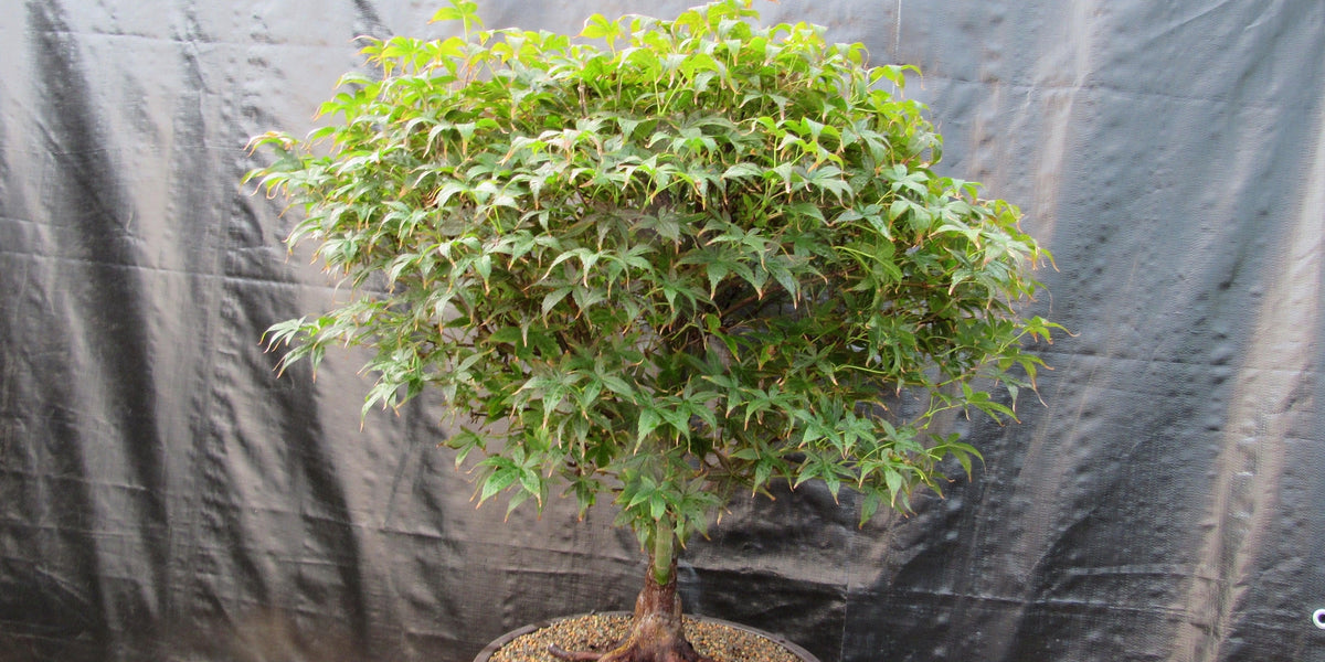51 Year Old Rhode Island Red Japanese Maple Bonsai Tree