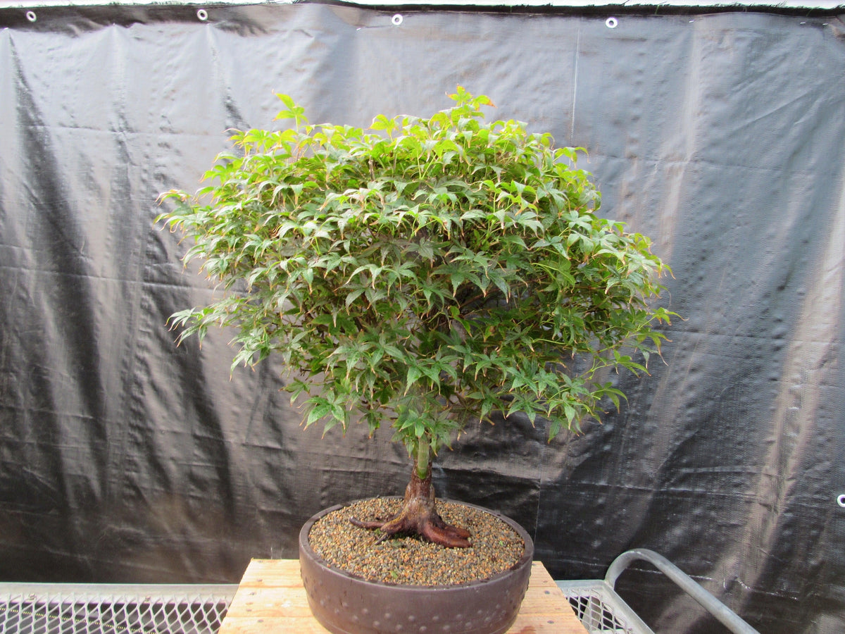 51 Year Old Rhode Island Red Japanese Maple Bonsai Tree