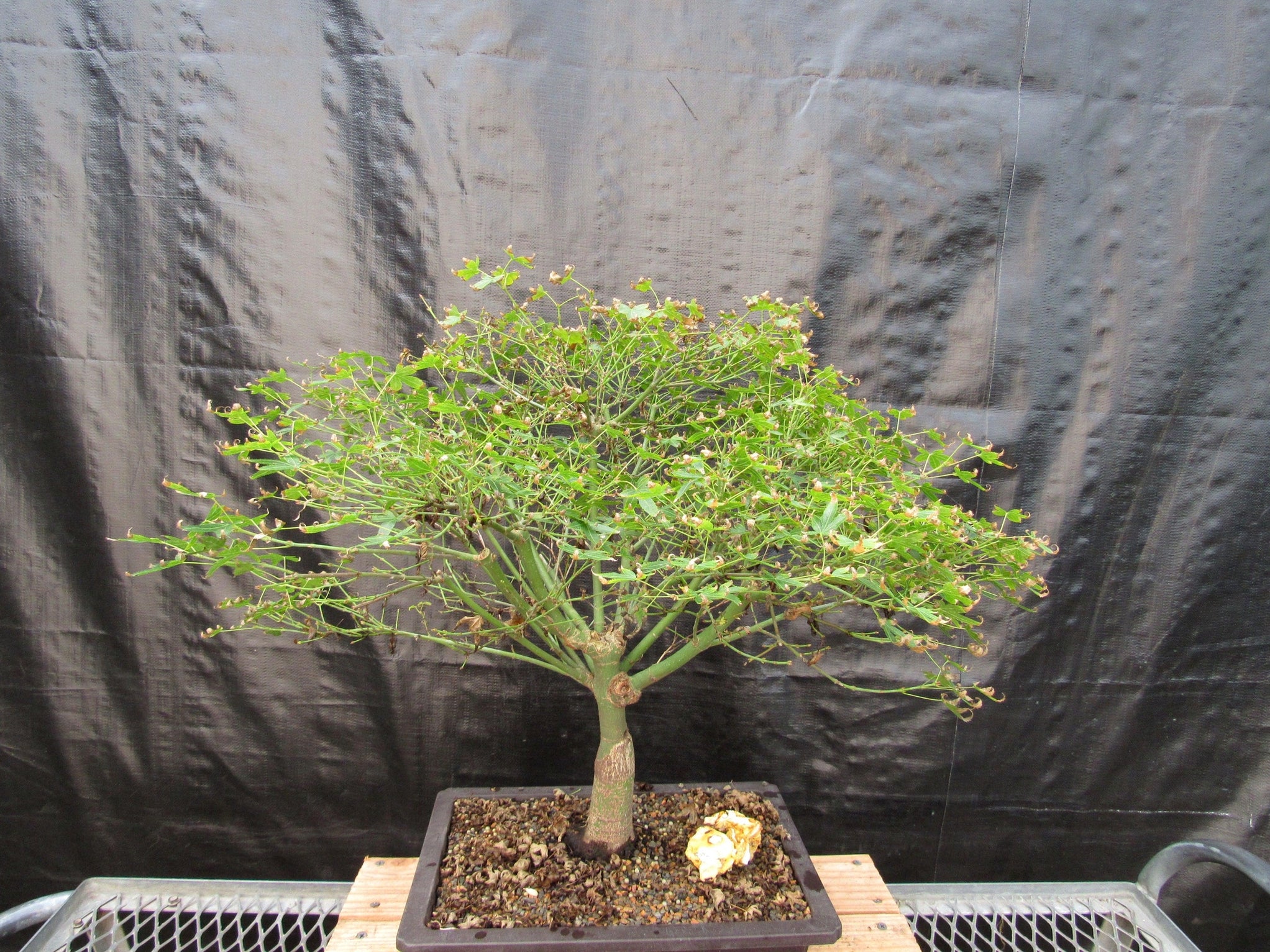 52 Year Old Dwarf Japanese Maple Bonsai Tree