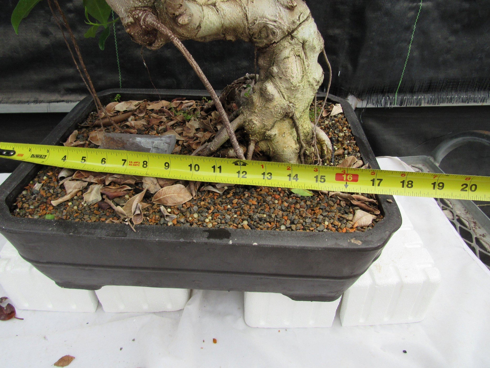 52 Year Old Fruiting Green Emerald Ficus Specimen Bonsai Tree - Litera