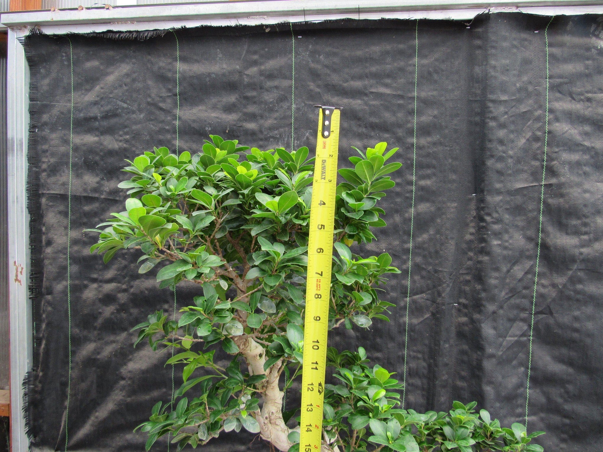 52 Year Old Fruiting Green Emerald Ficus Specimen Bonsai Tree - Litera