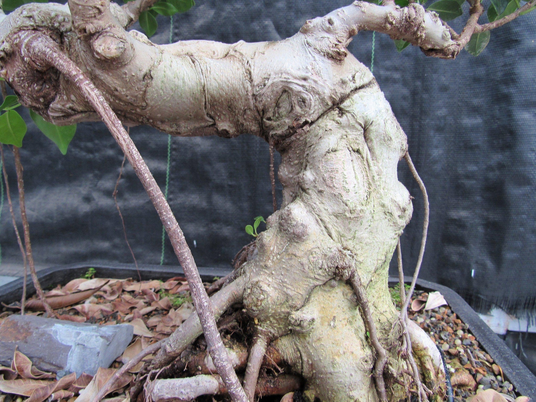 52 Year Old Fruiting Green Emerald Ficus Specimen Bonsai Tree - Litera