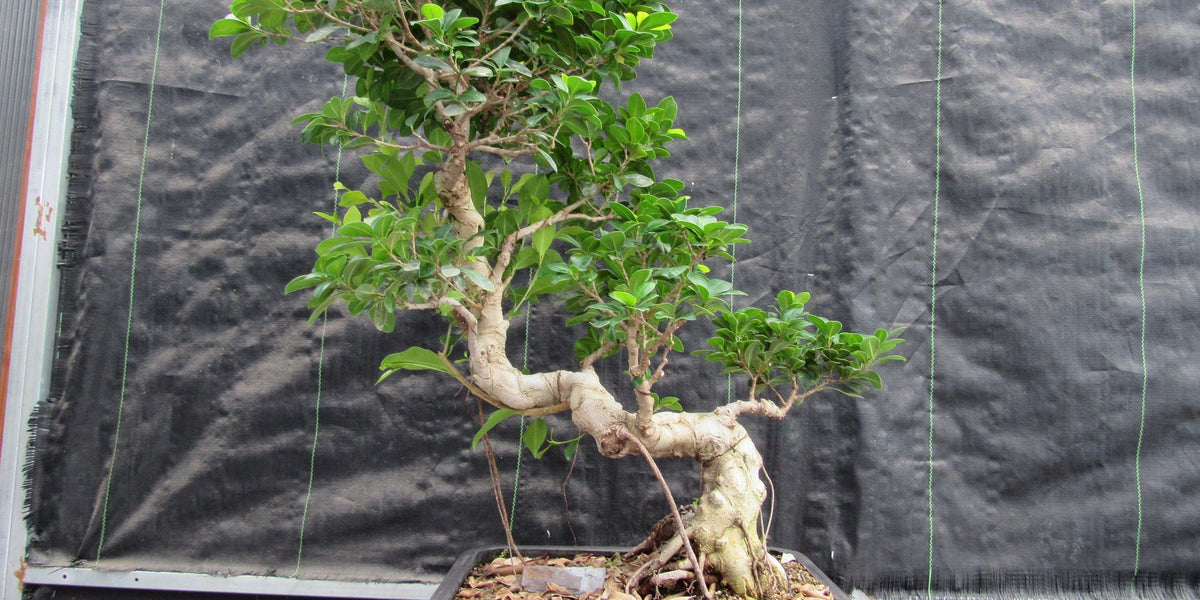 52 Year Old Fruiting Green Emerald Ficus Specimen Bonsai Tree - Litera
