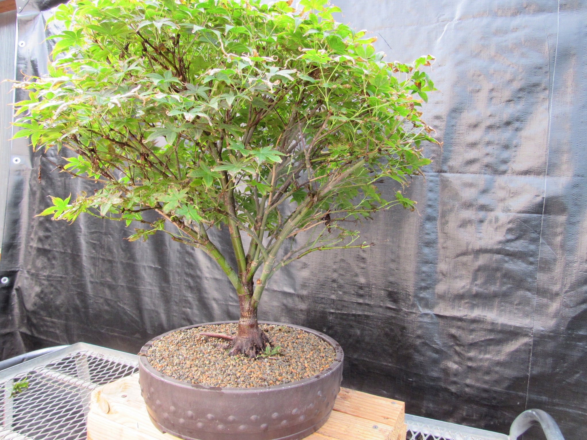52 Year Old Rhode Island Red Japanese Maple Bonsai Tree