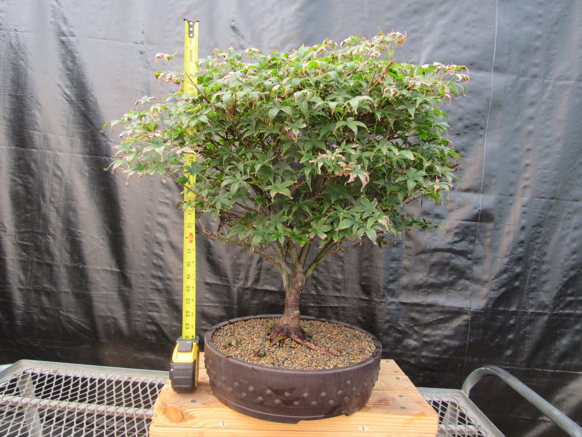 52 Year Old Rhode Island Red Japanese Maple Bonsai Tree