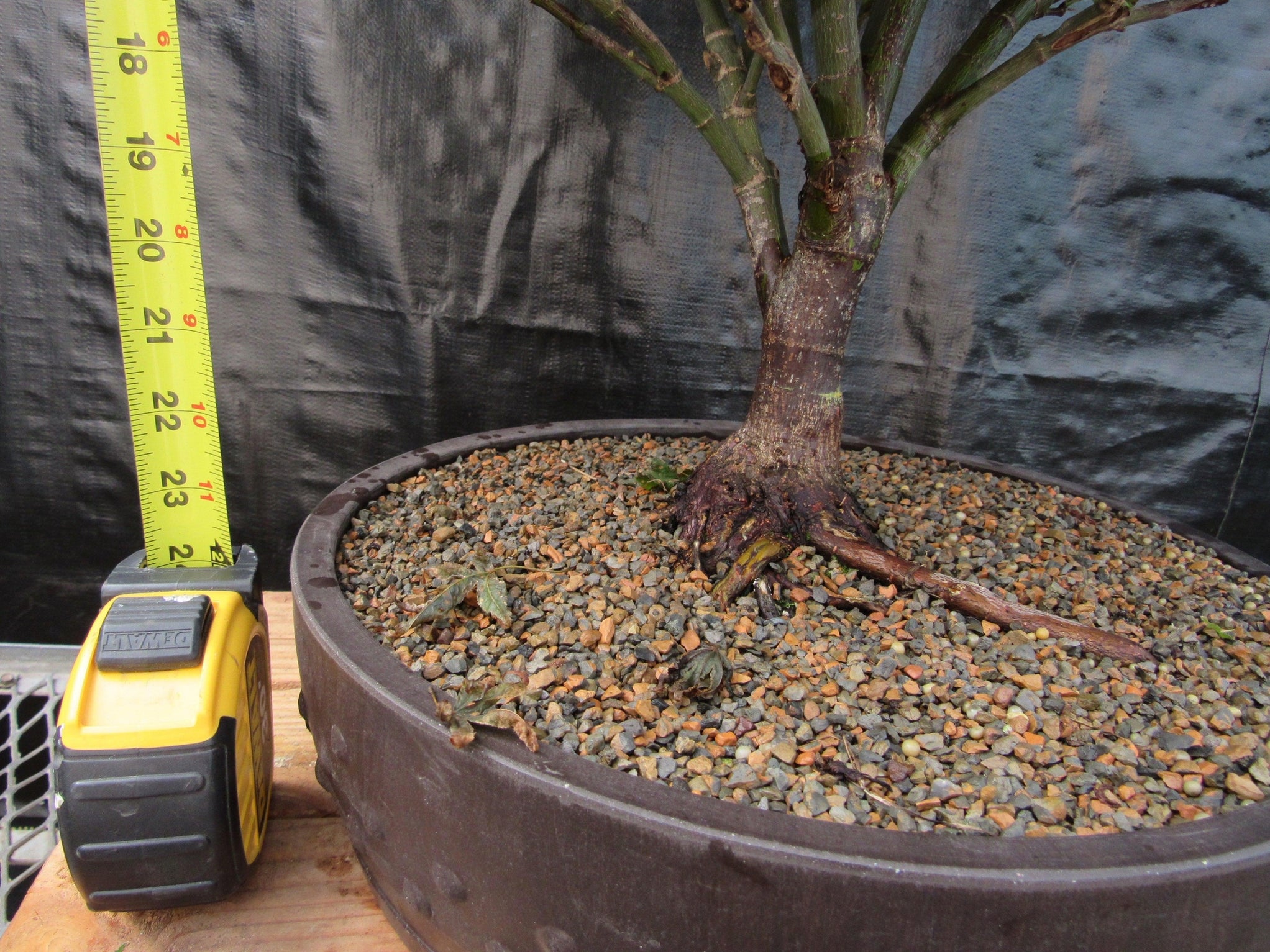 52 Year Old Rhode Island Red Japanese Maple Bonsai Tree