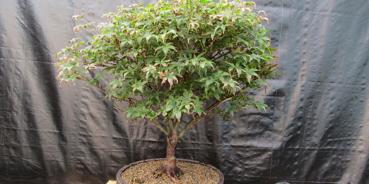 52 Year Old Rhode Island Red Japanese Maple Bonsai Tree