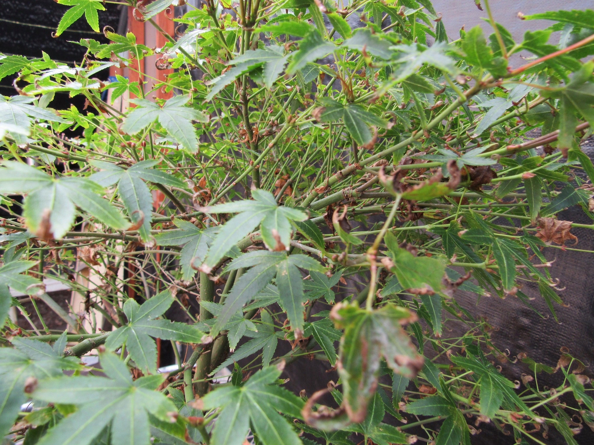 55 Year Old Dwarf Japanese Maple Bonsai Tree