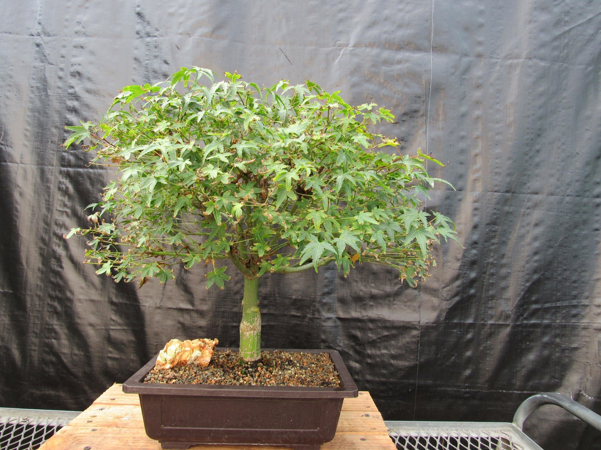 55 Year Old Dwarf Japanese Maple Bonsai Tree