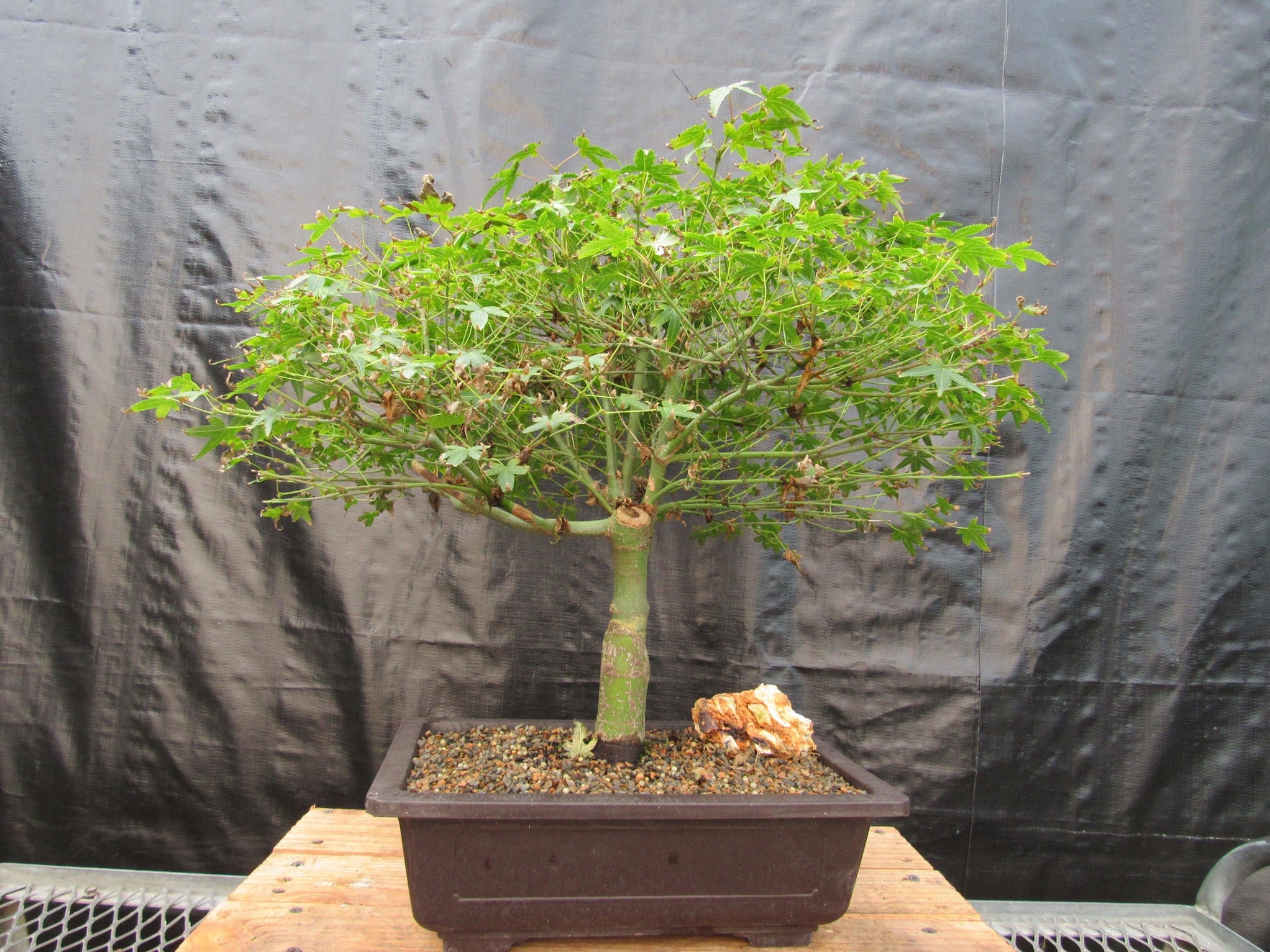 55 Year Old Dwarf Japanese Maple Bonsai Tree