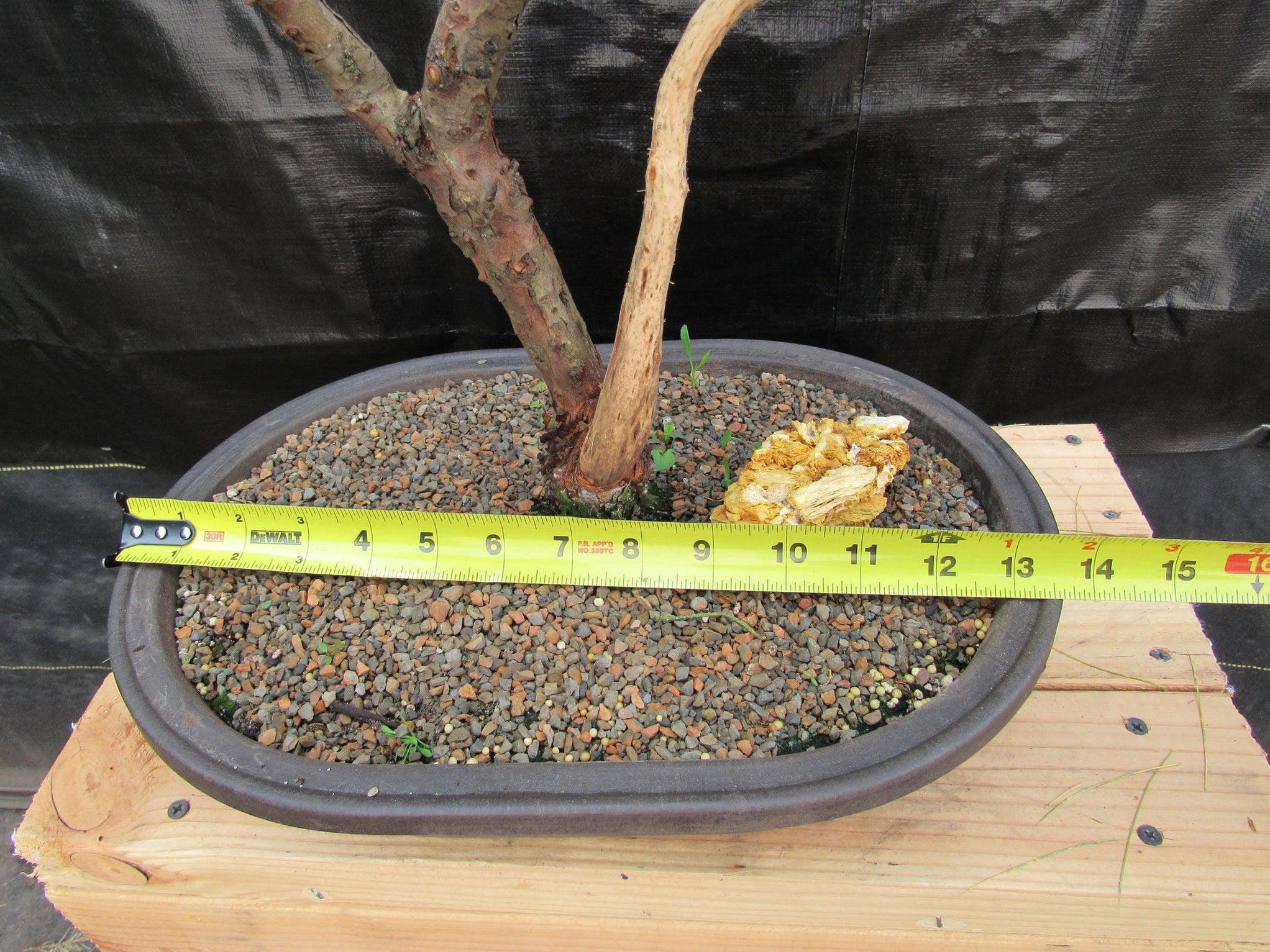 55 Year Old Golden Joy Shimpaku Chinese Juniper Specimen Bonsai Tree L
