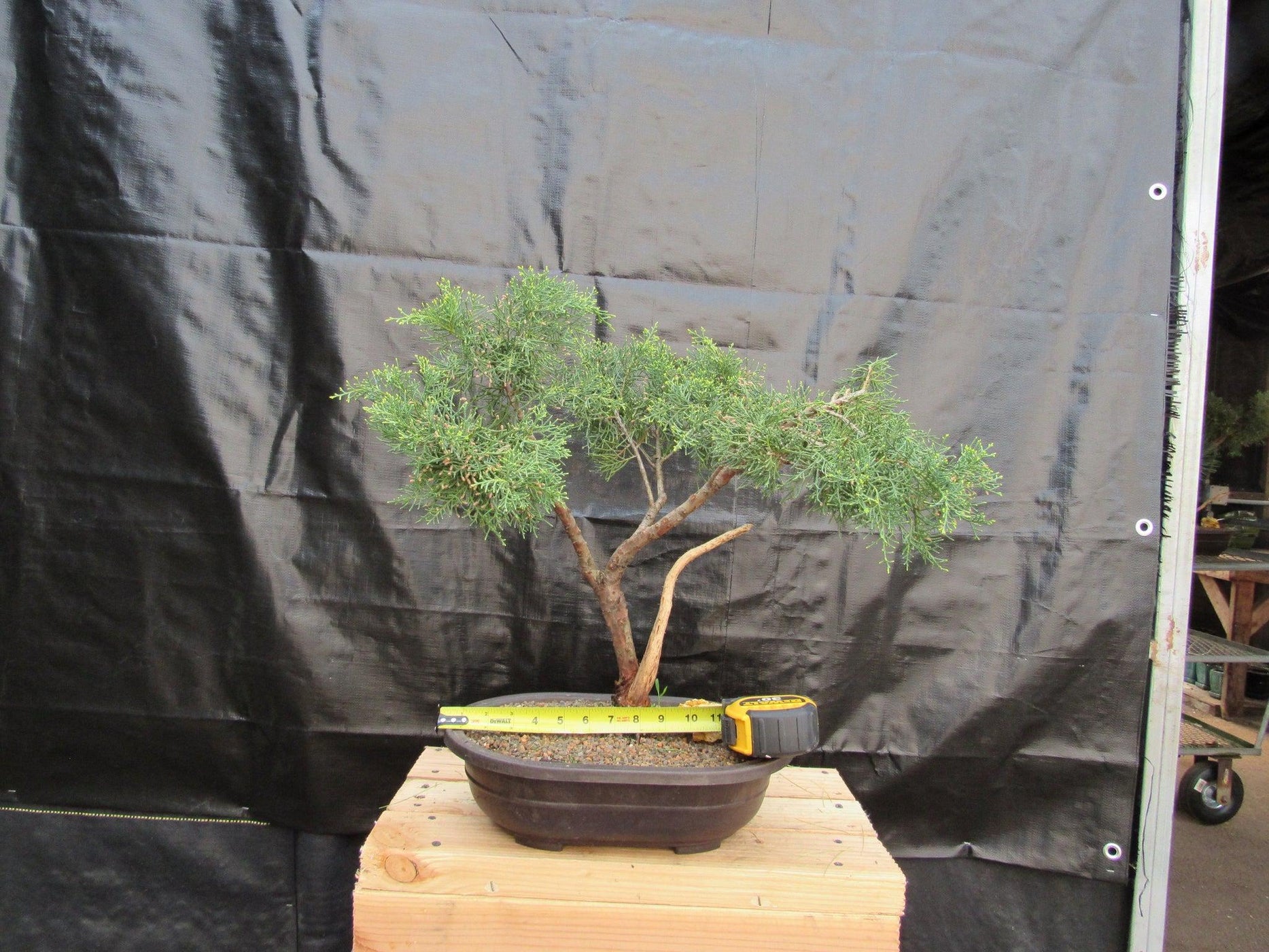 55 Year Old Golden Joy Shimpaku Chinese Juniper Specimen Bonsai Tree L