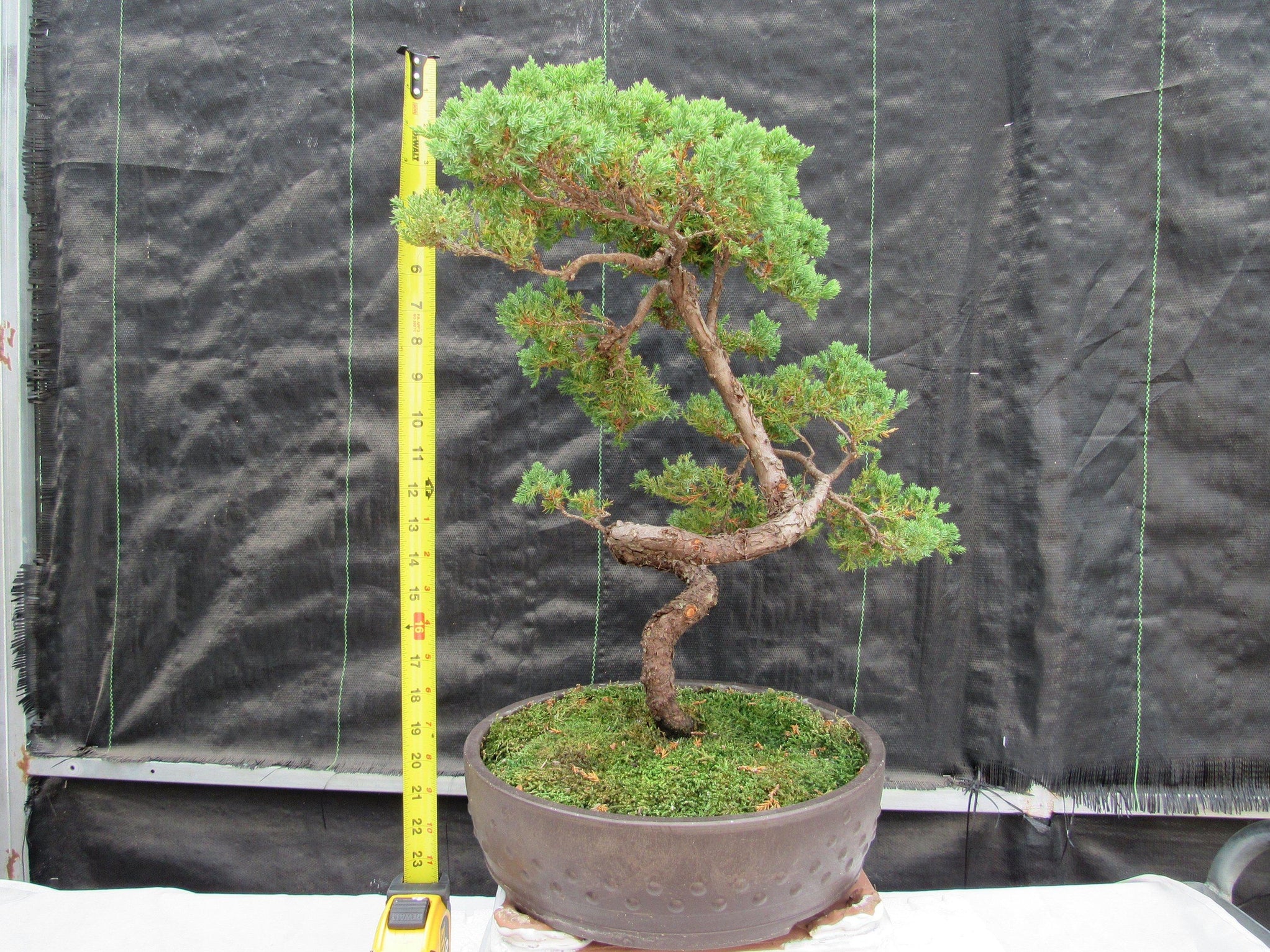 57 Year Old Coiled Trunk Juniper Specimen Bonsai Tree