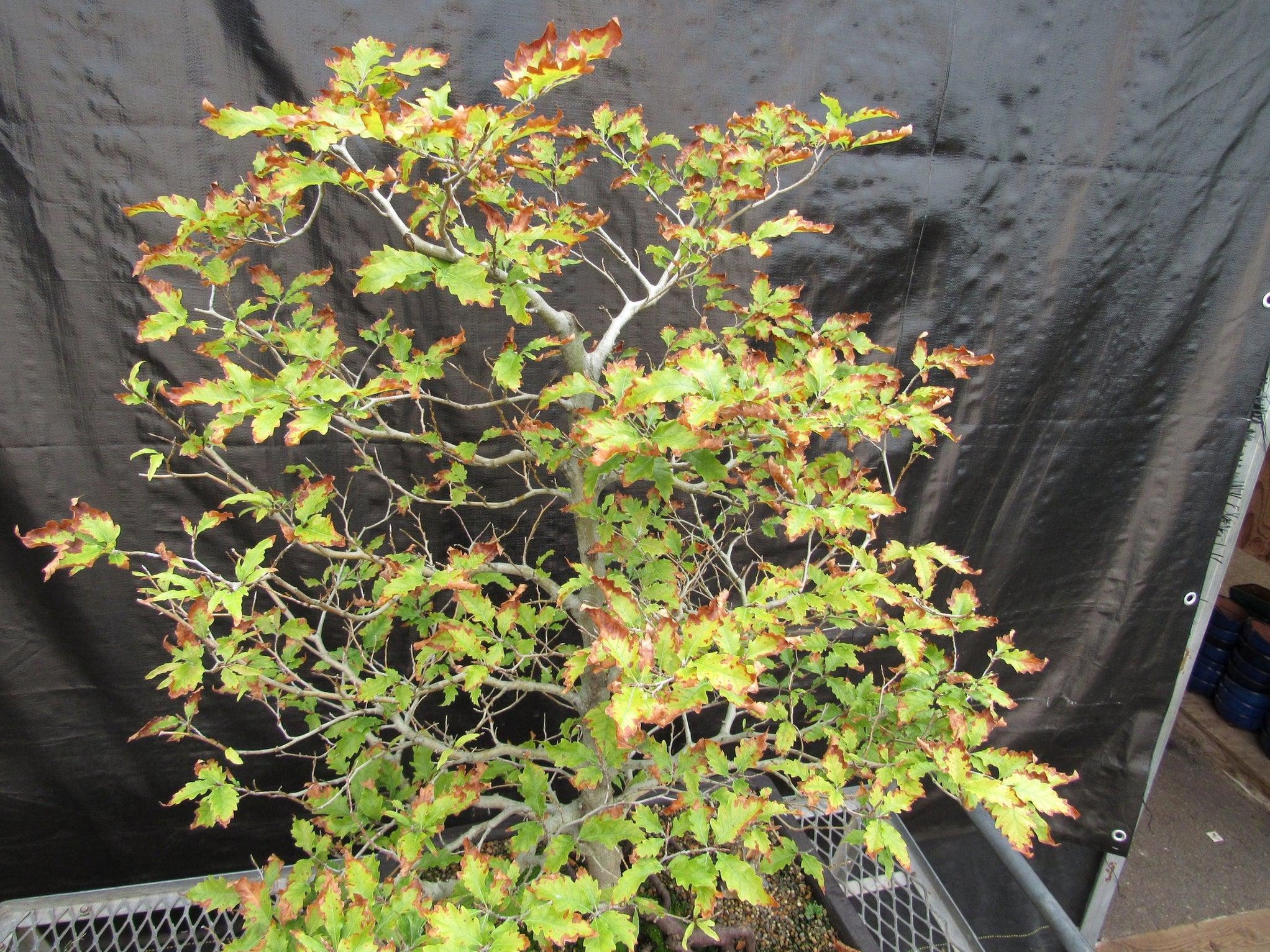 57 Year Old Dwarf European Beech Specimen Bonsai Tree