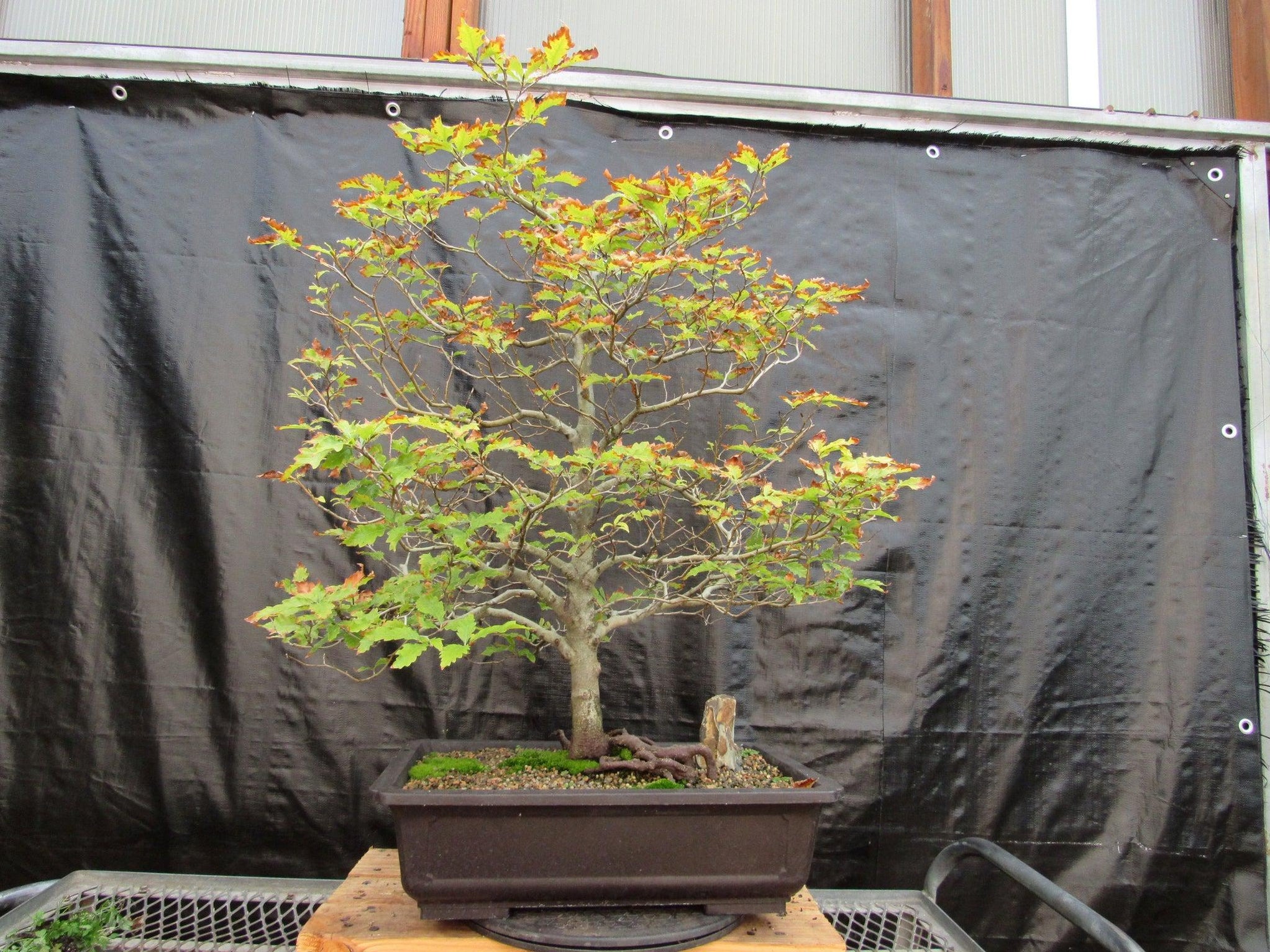 57 Year Old Dwarf European Beech Specimen Bonsai Tree