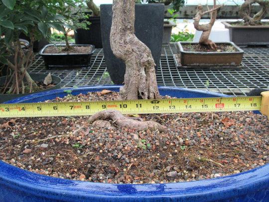 Bougainvillea Bonsai Stump