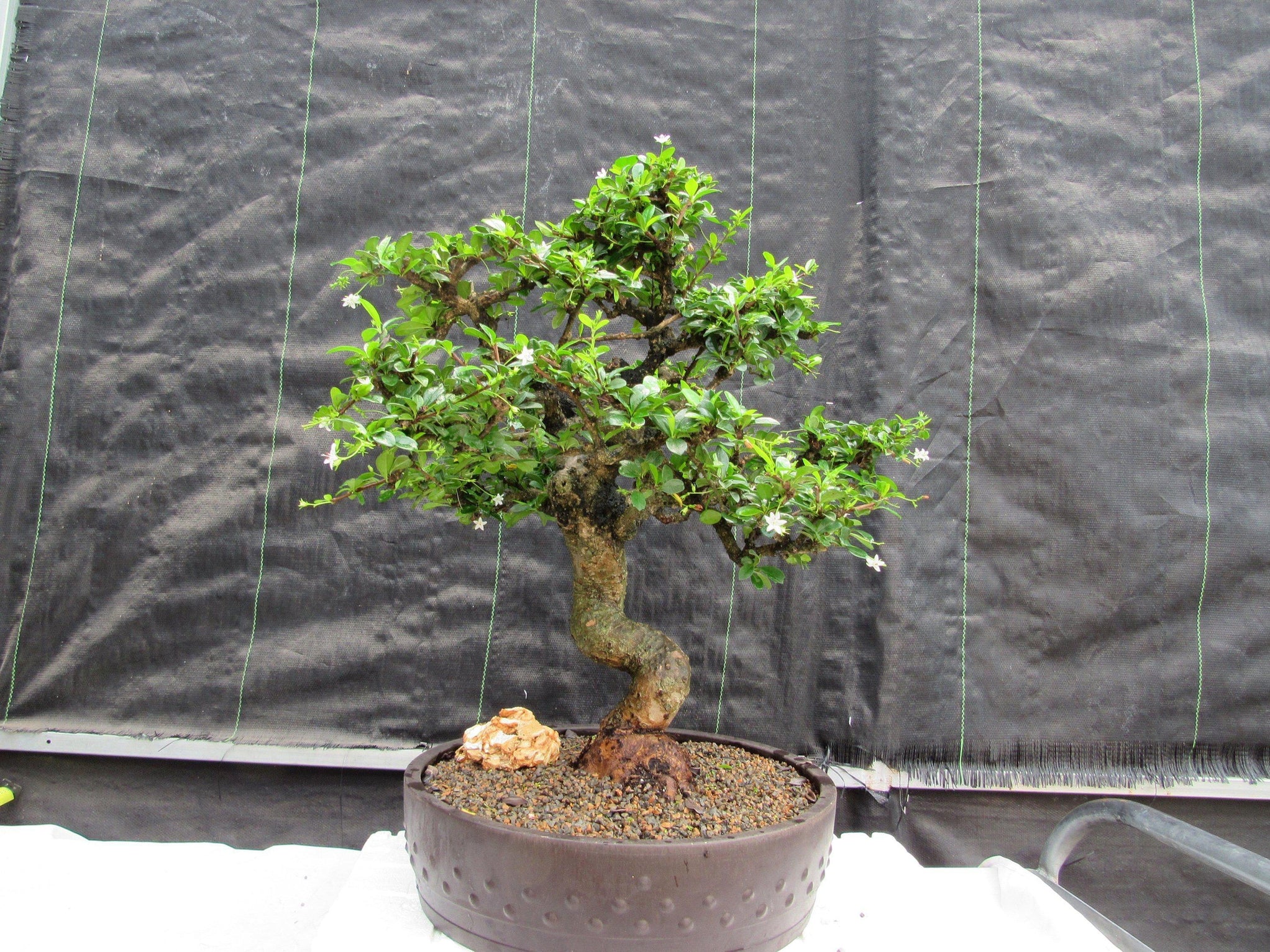 68 Year Old Flowering Fukien Tea Curved Trunk Specimen Bonsai Trees