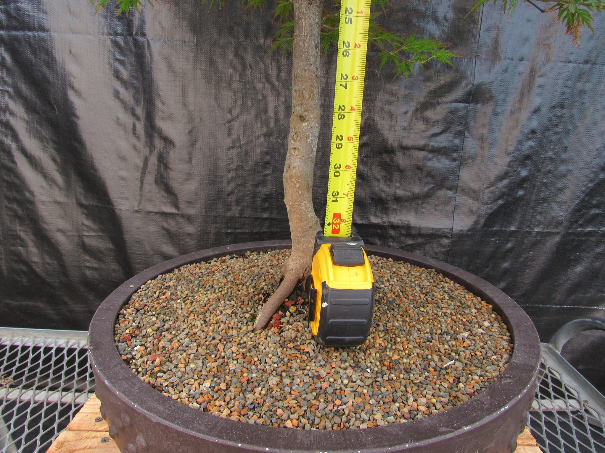 69 Year Old Red Dragon Japanese Maple Specimen Bonsai Tree