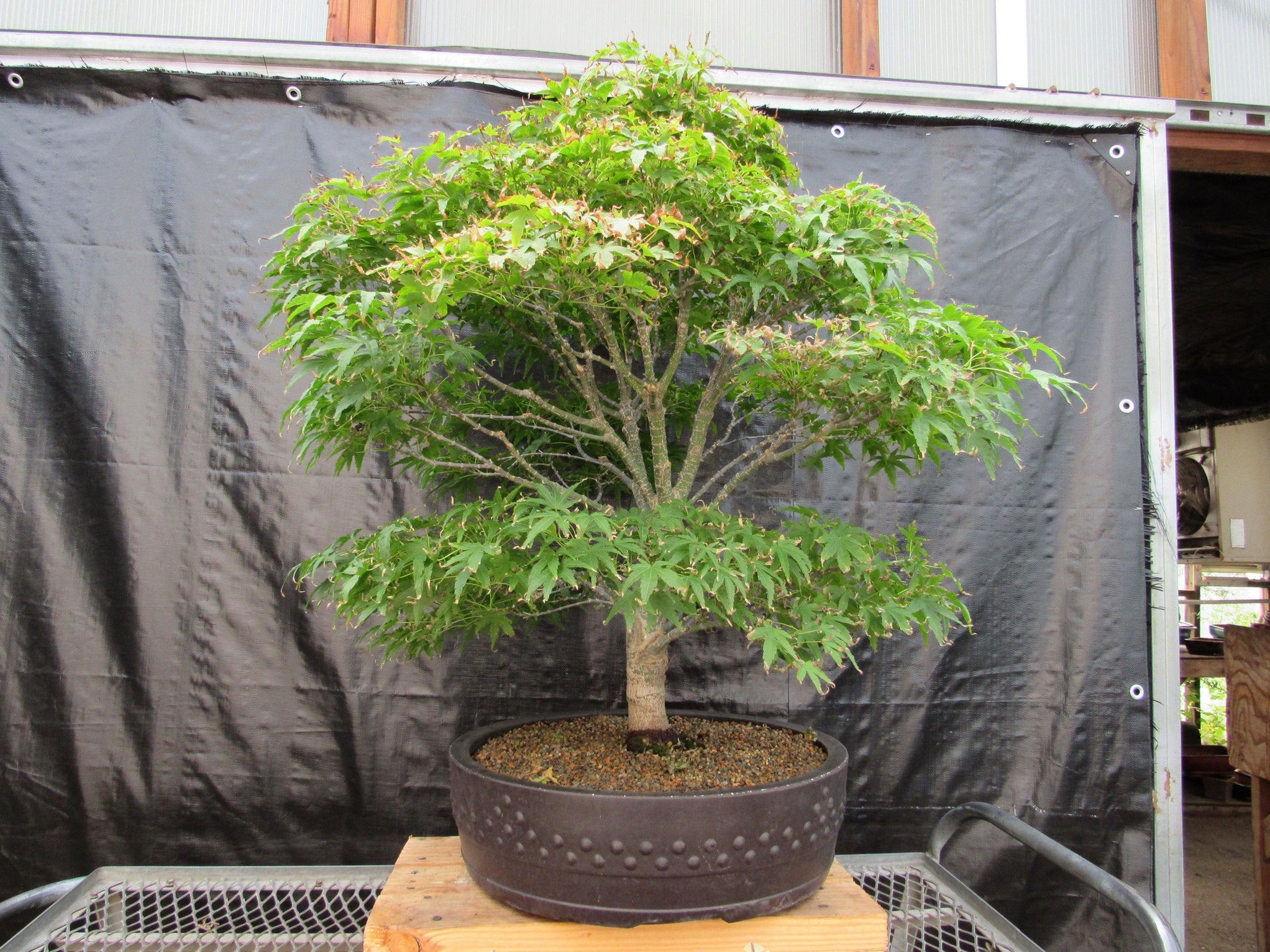71 Year Old Dwarf Japanese Maple Bonsai Tree