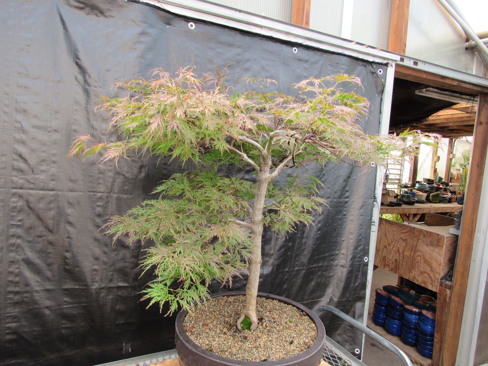 71 Year Old Red Dragon Japanese Maple Specimen Bonsai Tree