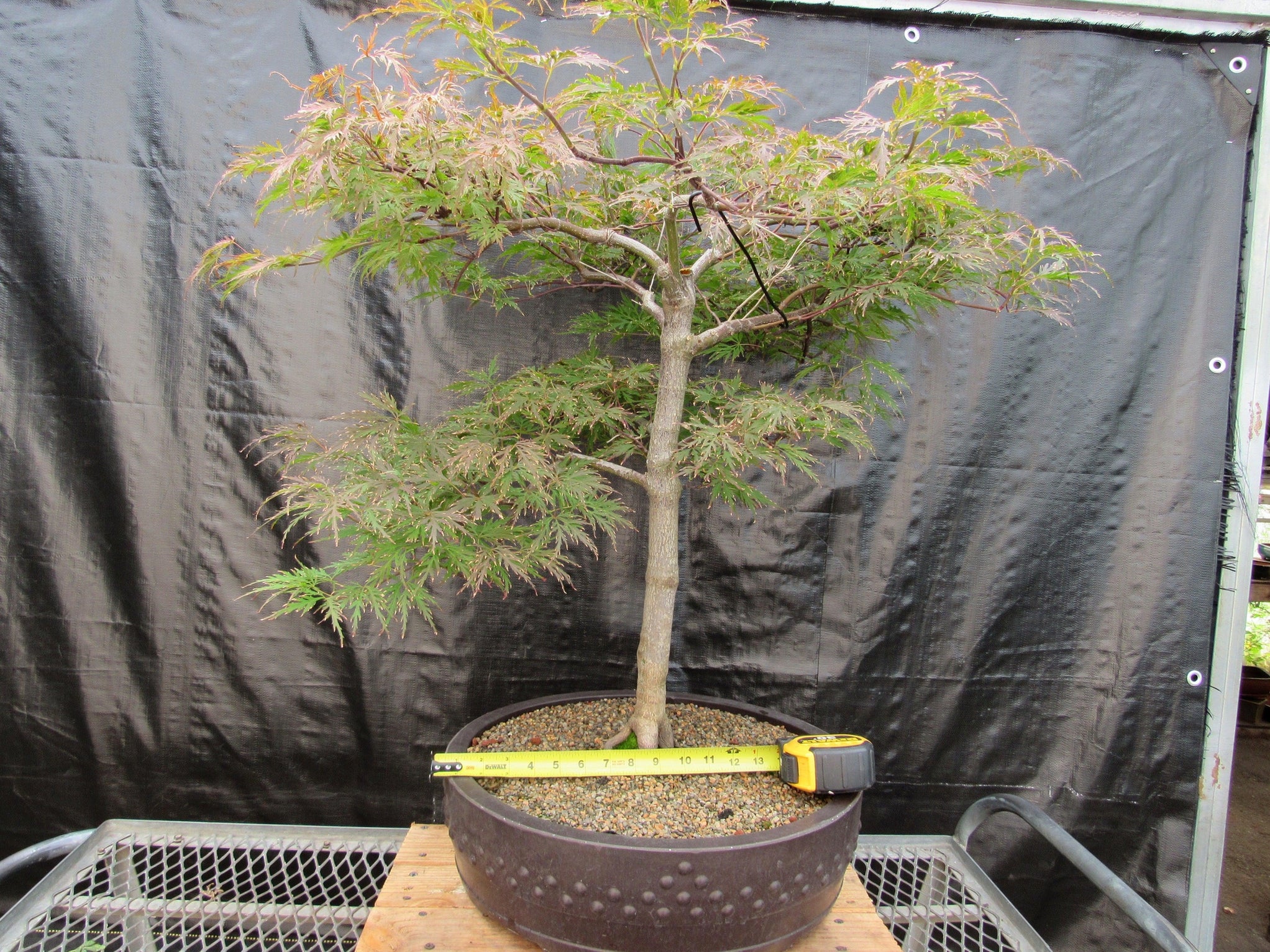 71 Year Old Red Dragon Japanese Maple Specimen Bonsai Tree