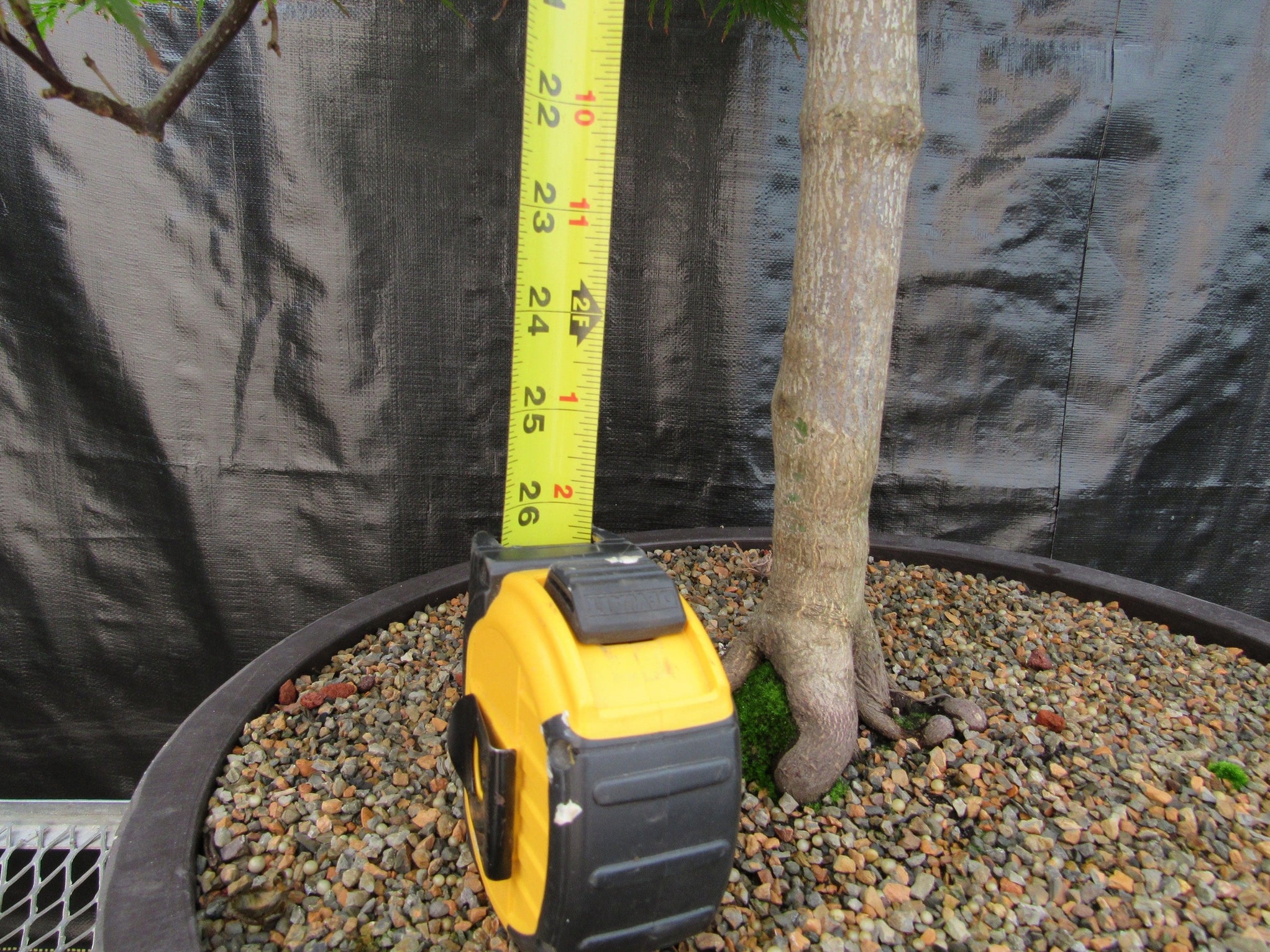 71 Year Old Red Dragon Japanese Maple Specimen Bonsai Tree