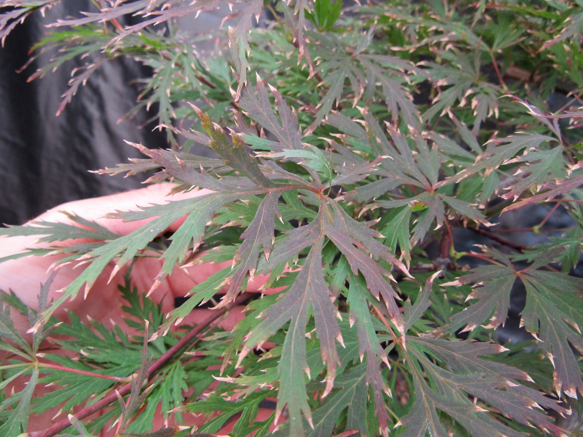71 Year Old Red Dragon Japanese Maple Specimen Bonsai Tree