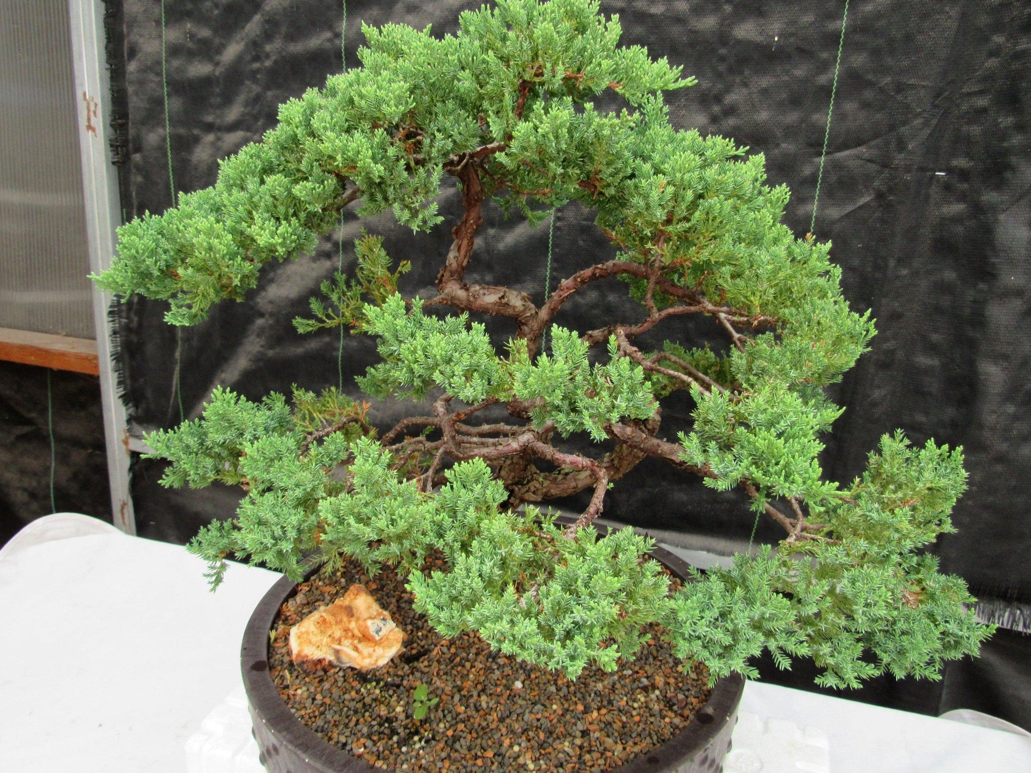 72 Year Old Literati Juniper Specimen Bonsai Tree