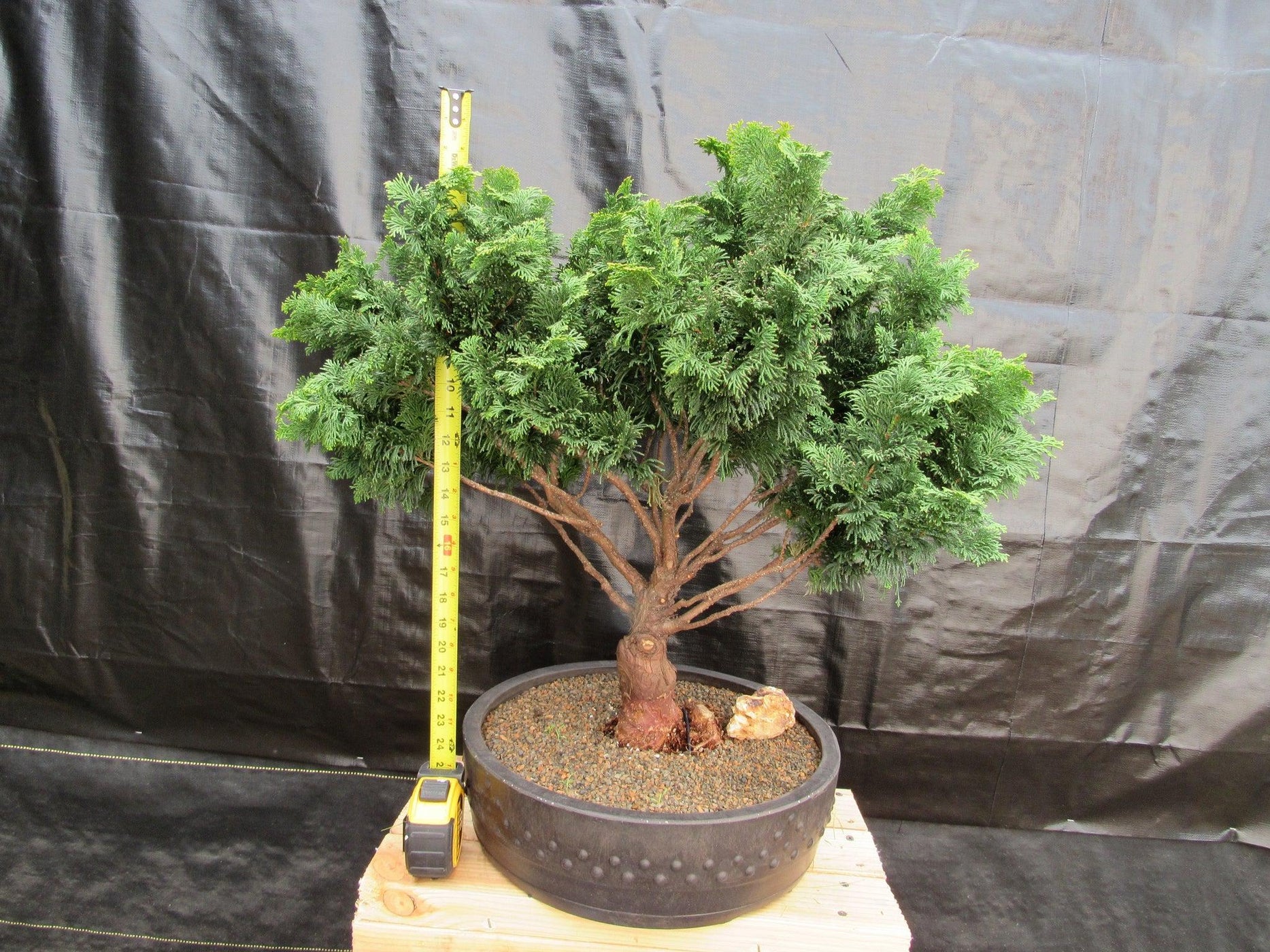 76 Year Old Hinoki Cypress Specimen Bonsai Tree